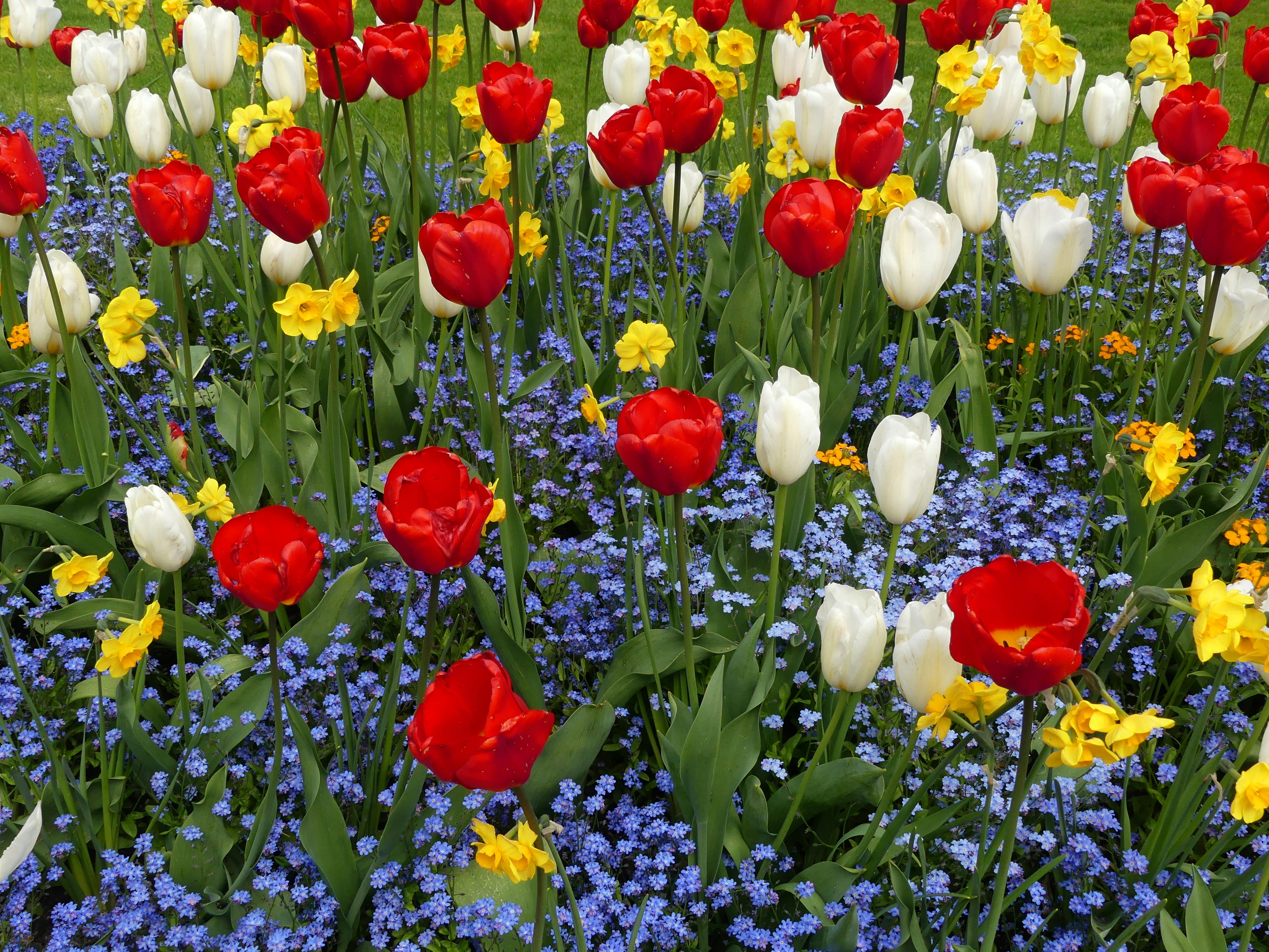 Flowers Less Color Photos, Download The BEST Free Flowers Less Color ...