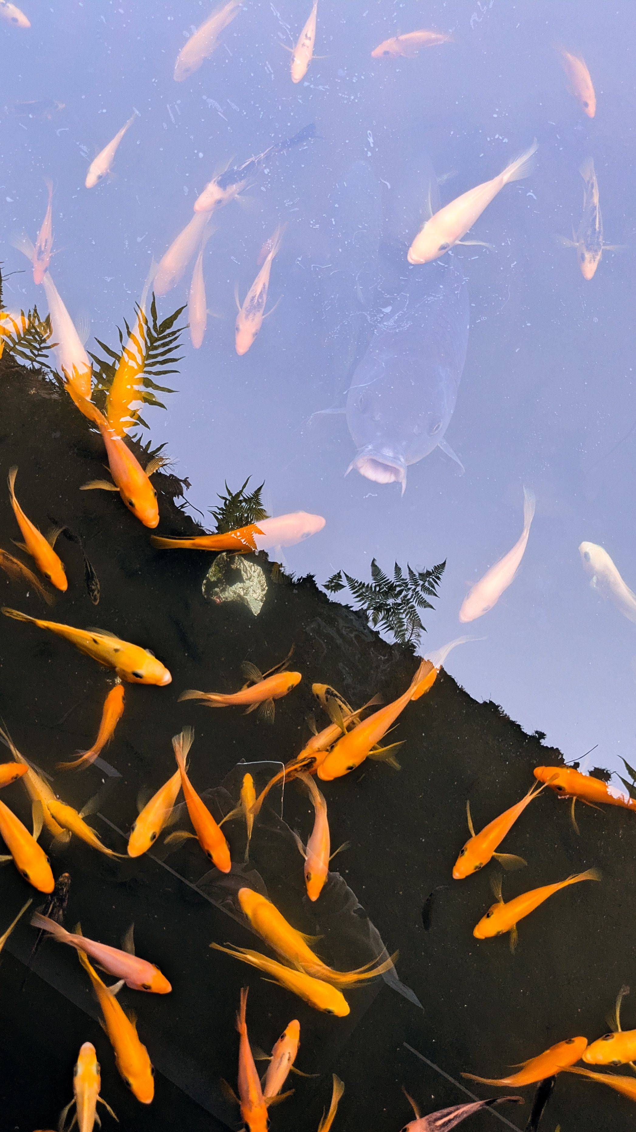 School Of Koi Fish · Free Stock Photo