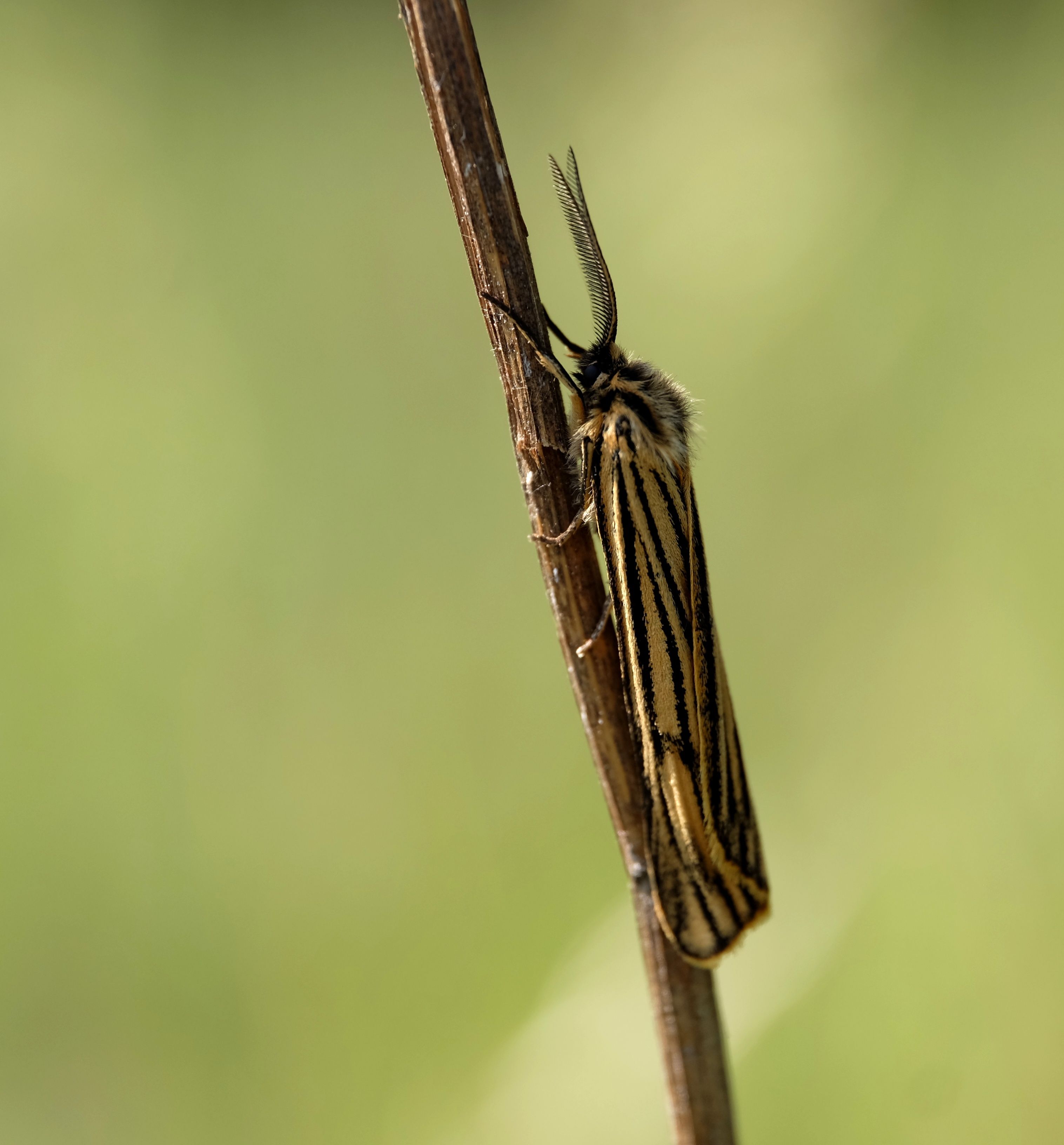 Close-up of a Beautifully Striped Moth · Free Stock Photo