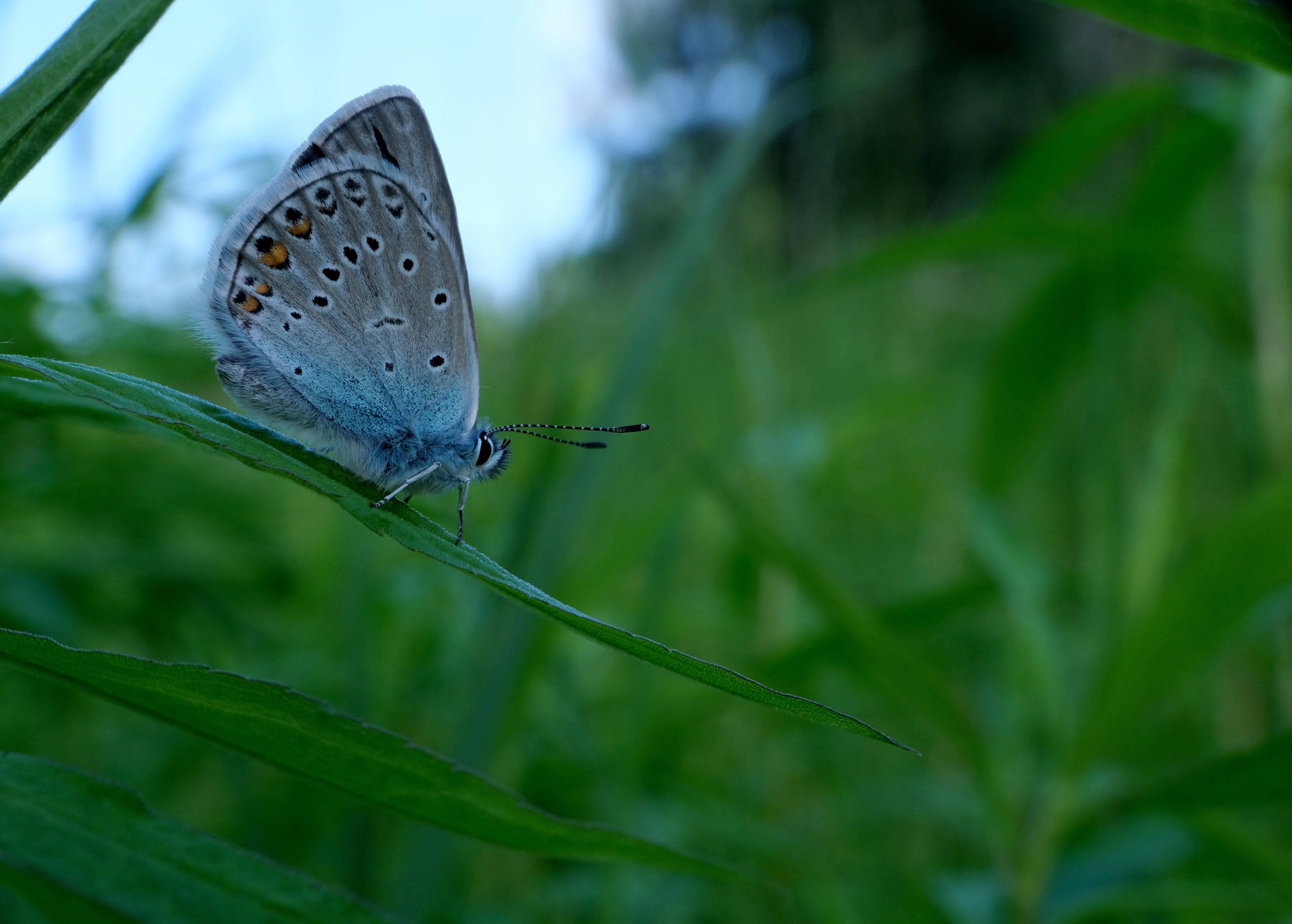 Butterfly Profile Photos, Download The BEST Free Butterfly Profile ...