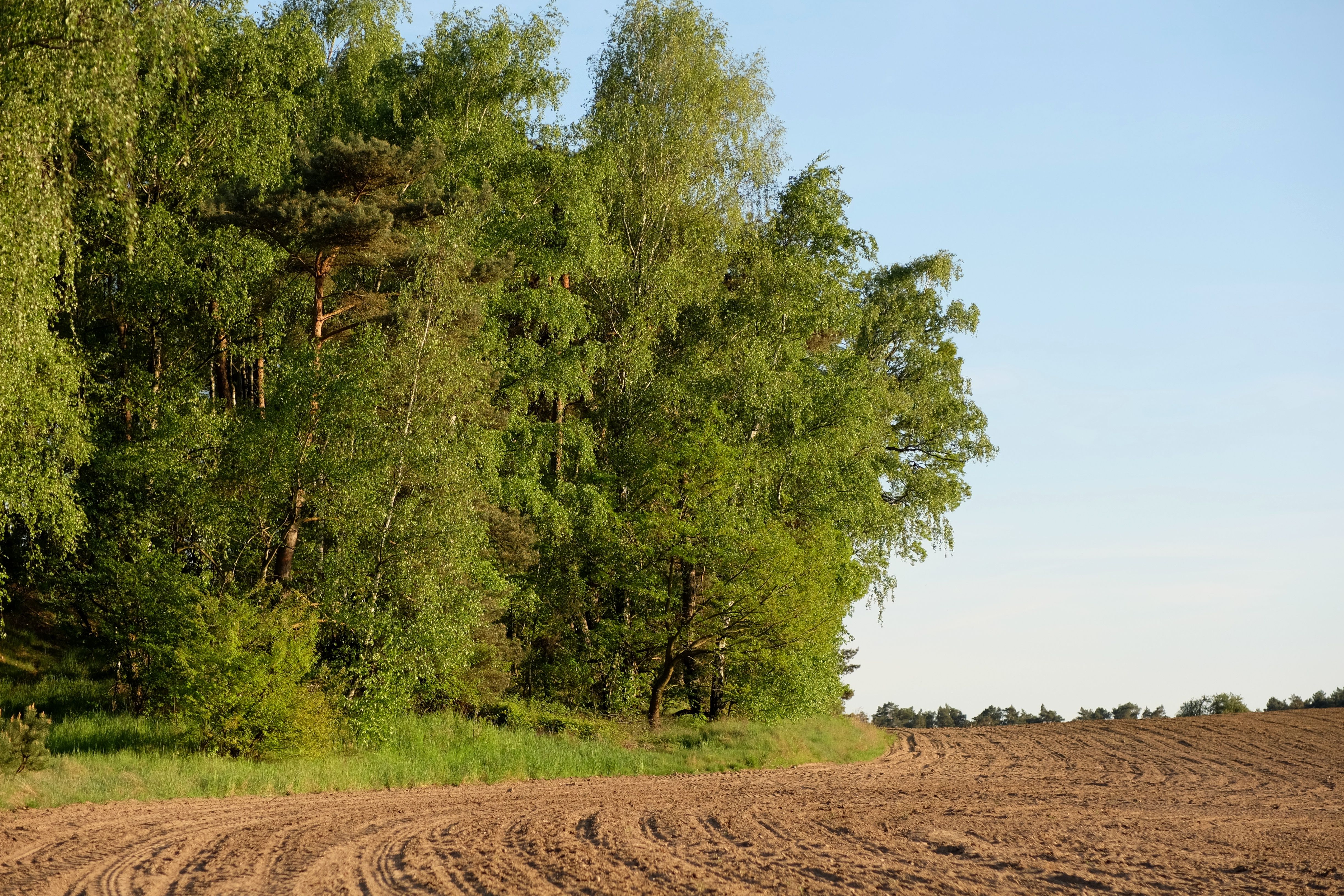 Lush Green Forest Edge with Plowed Field · Free Stock Photo