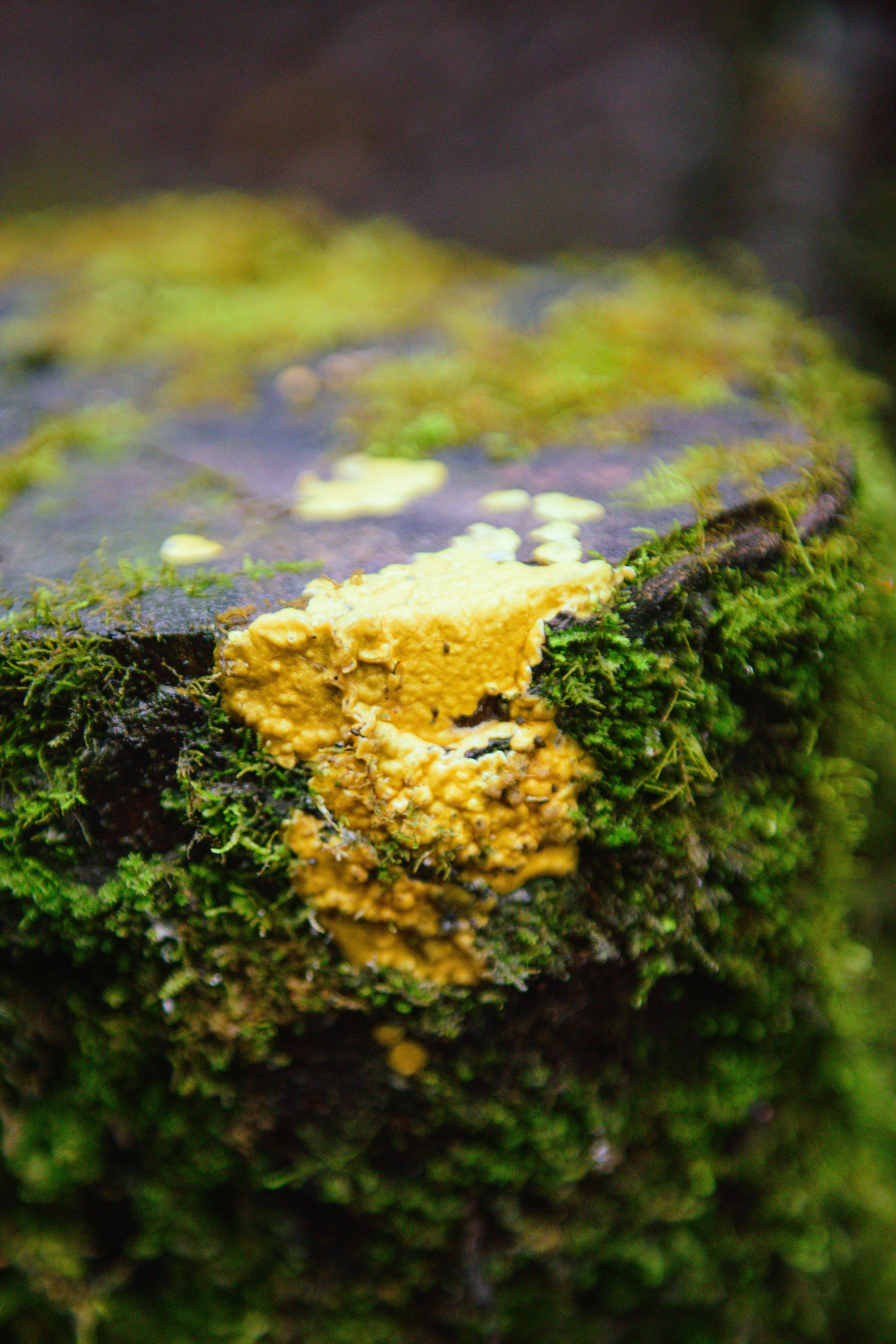 Slime Mold Photos, Download The BEST Free Slime Mold Stock Photos & HD ...