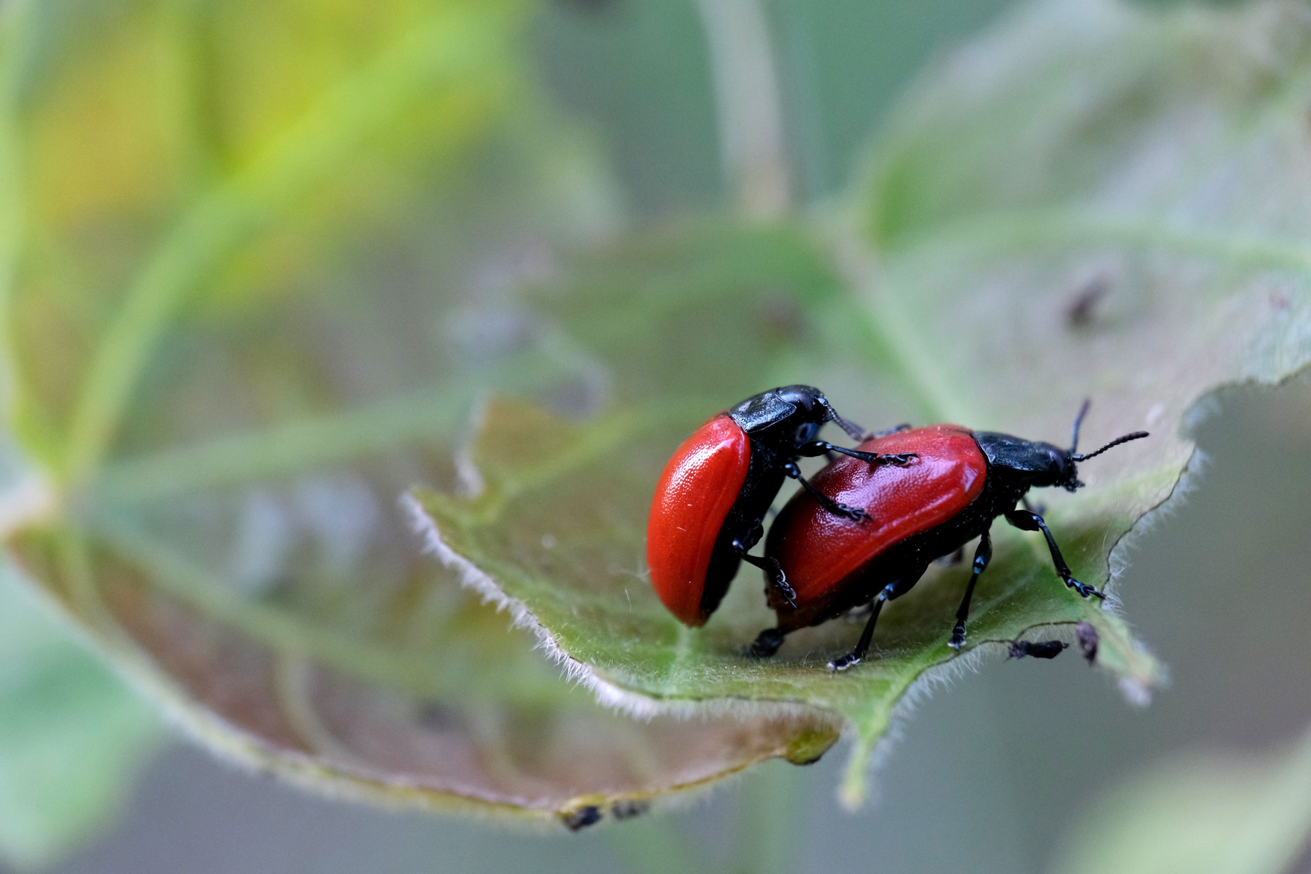 Macro Shot of Red Leaf Beetles Mating on a Leaf · Free Stock Photo