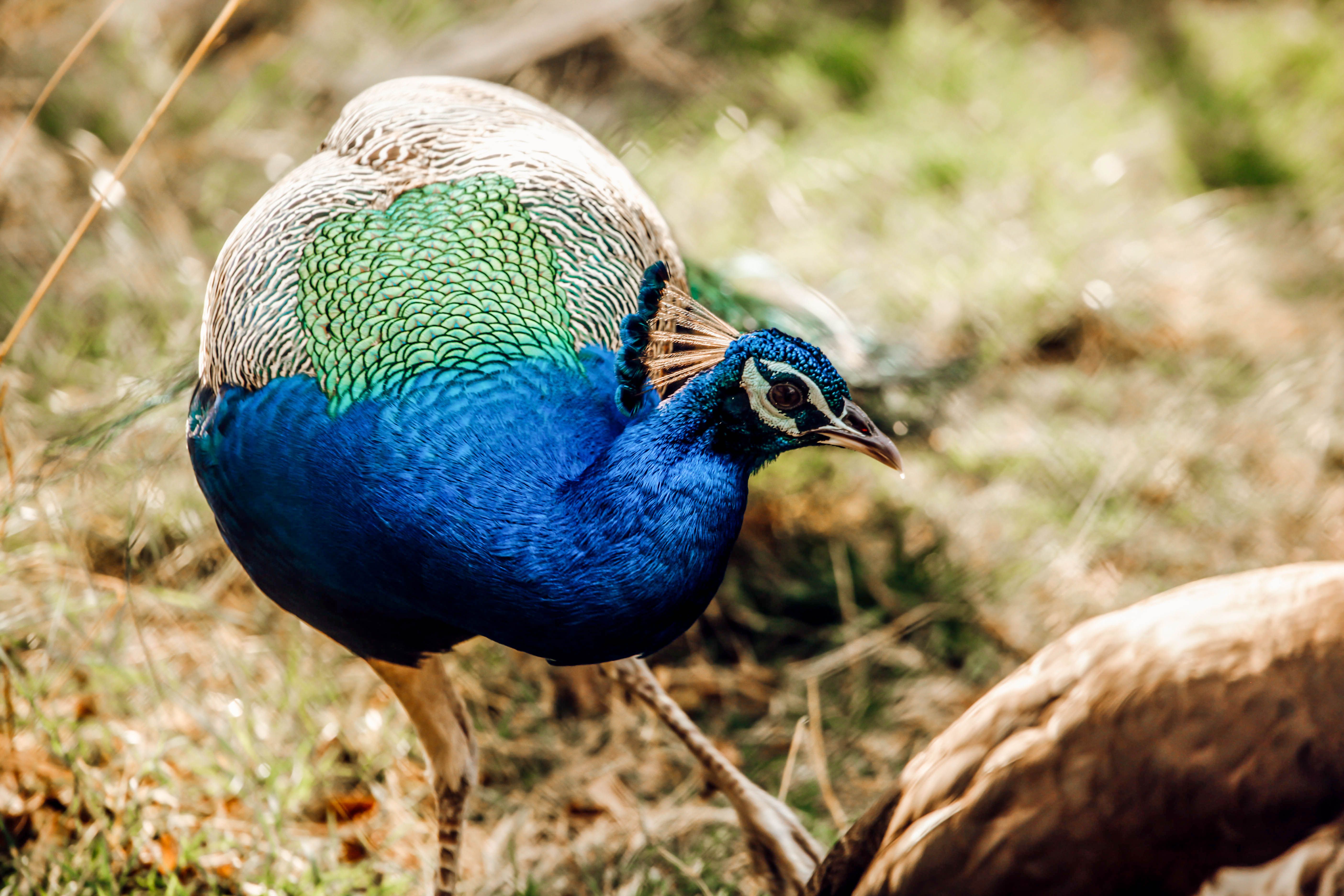 Blue and White Peacock · Free Stock Photo