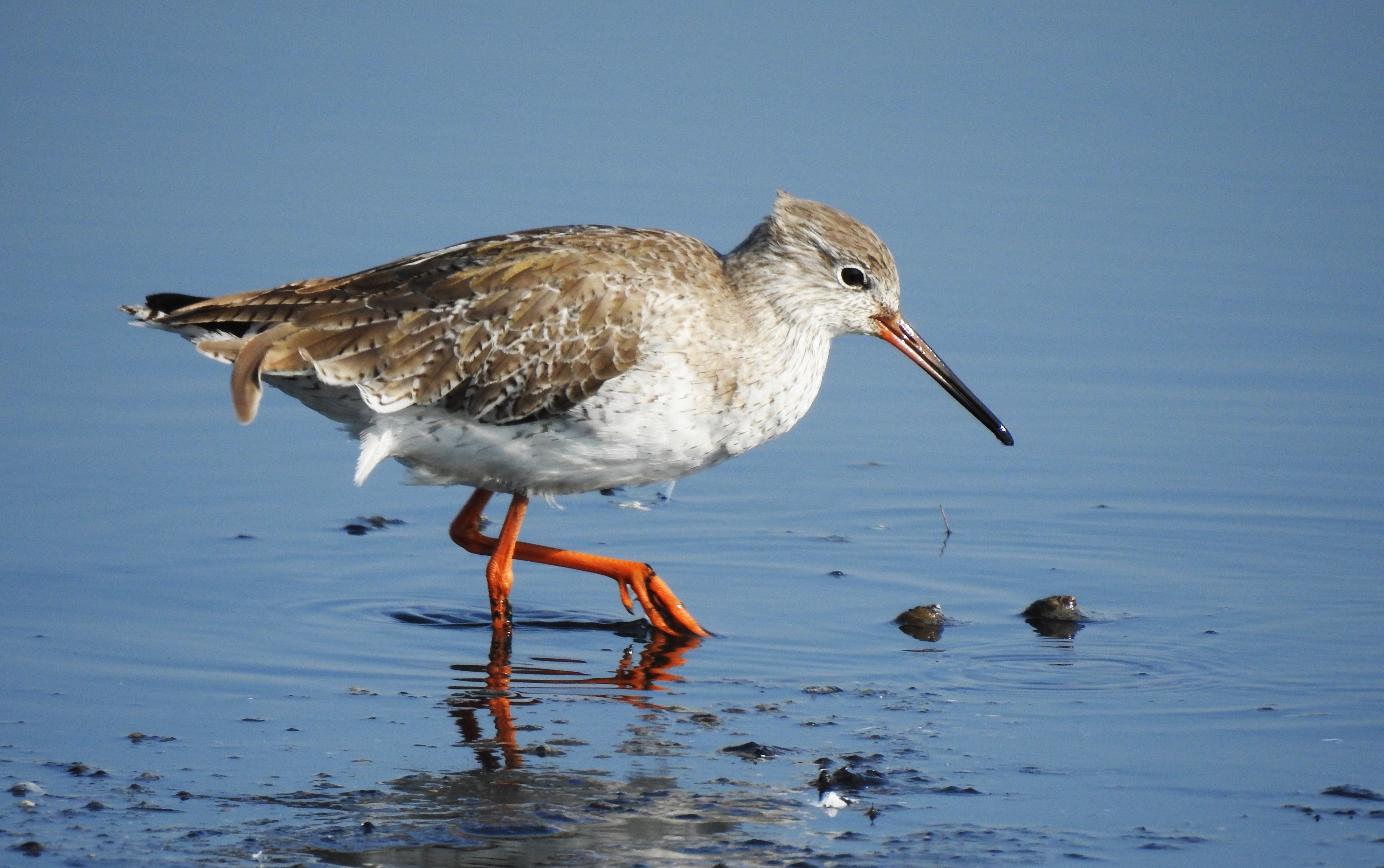 Redshank Wading in Shallow Waters in Haryana · Free Stock Photo