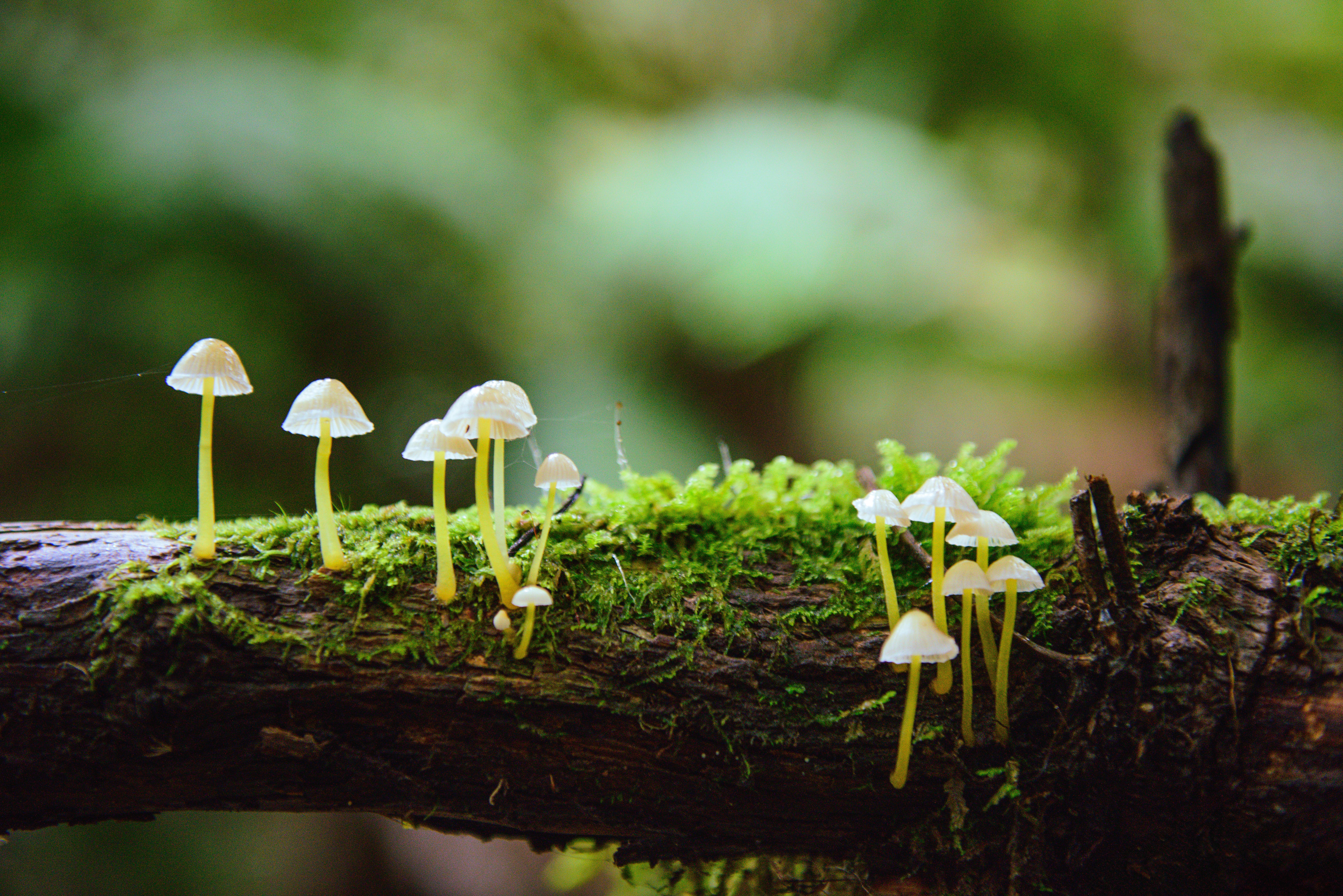 Close-Up Photo of Fungi · Free Stock Photo