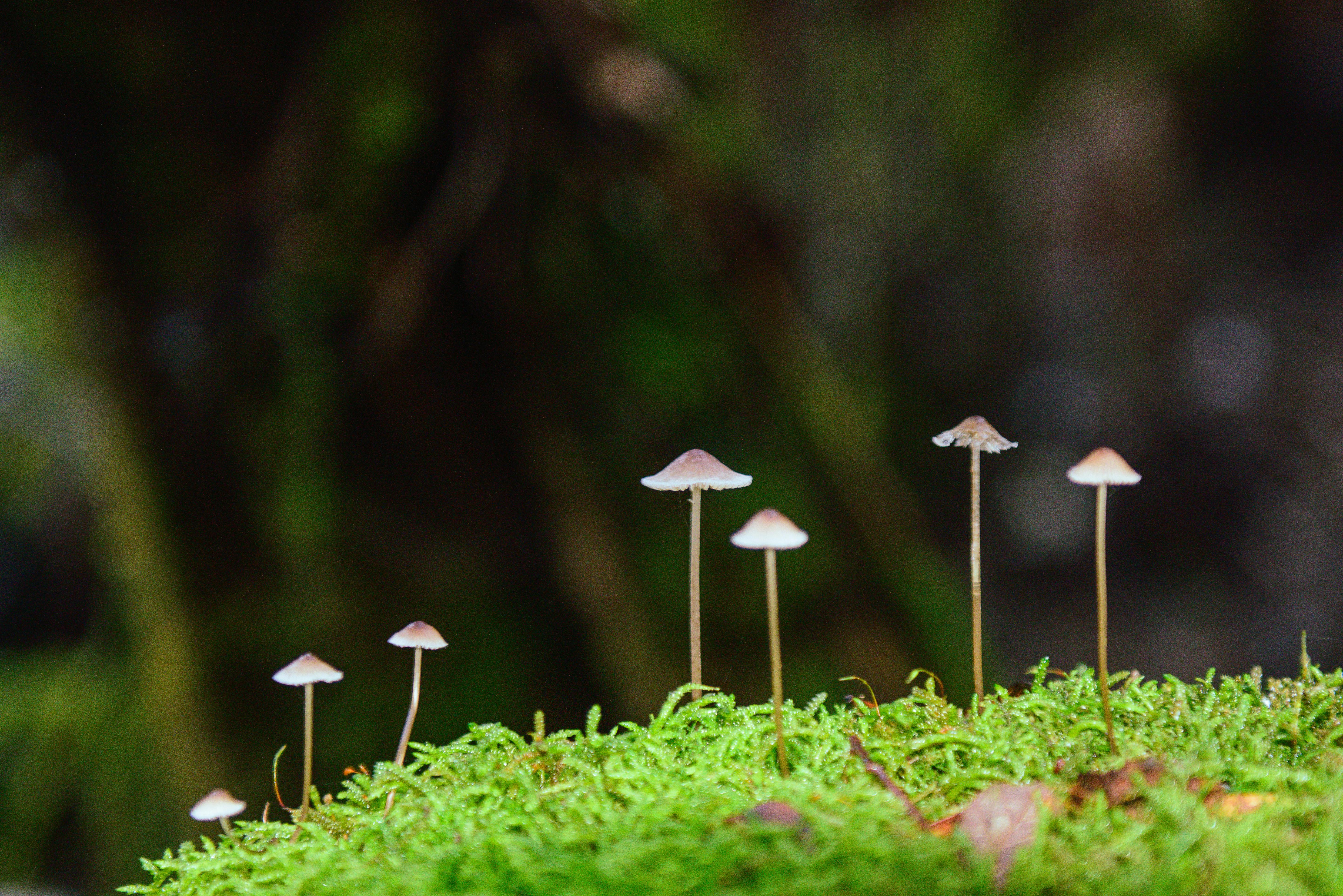 Micro And Macro Levels Photos, Download The BEST Free Micro And Macro ...