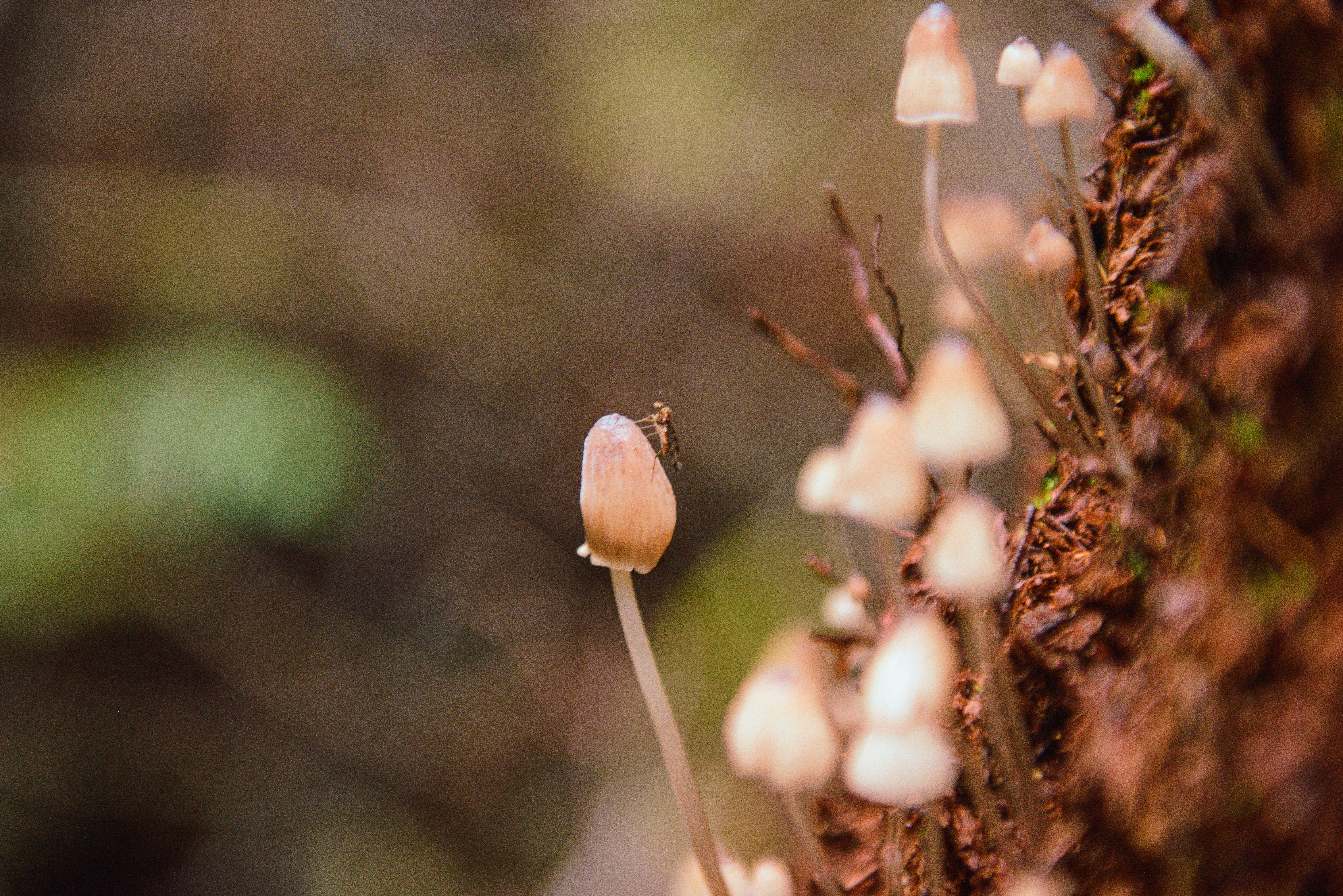 Macro Shot of Mushrooms and Insect in Tasmania · Free Stock Photo