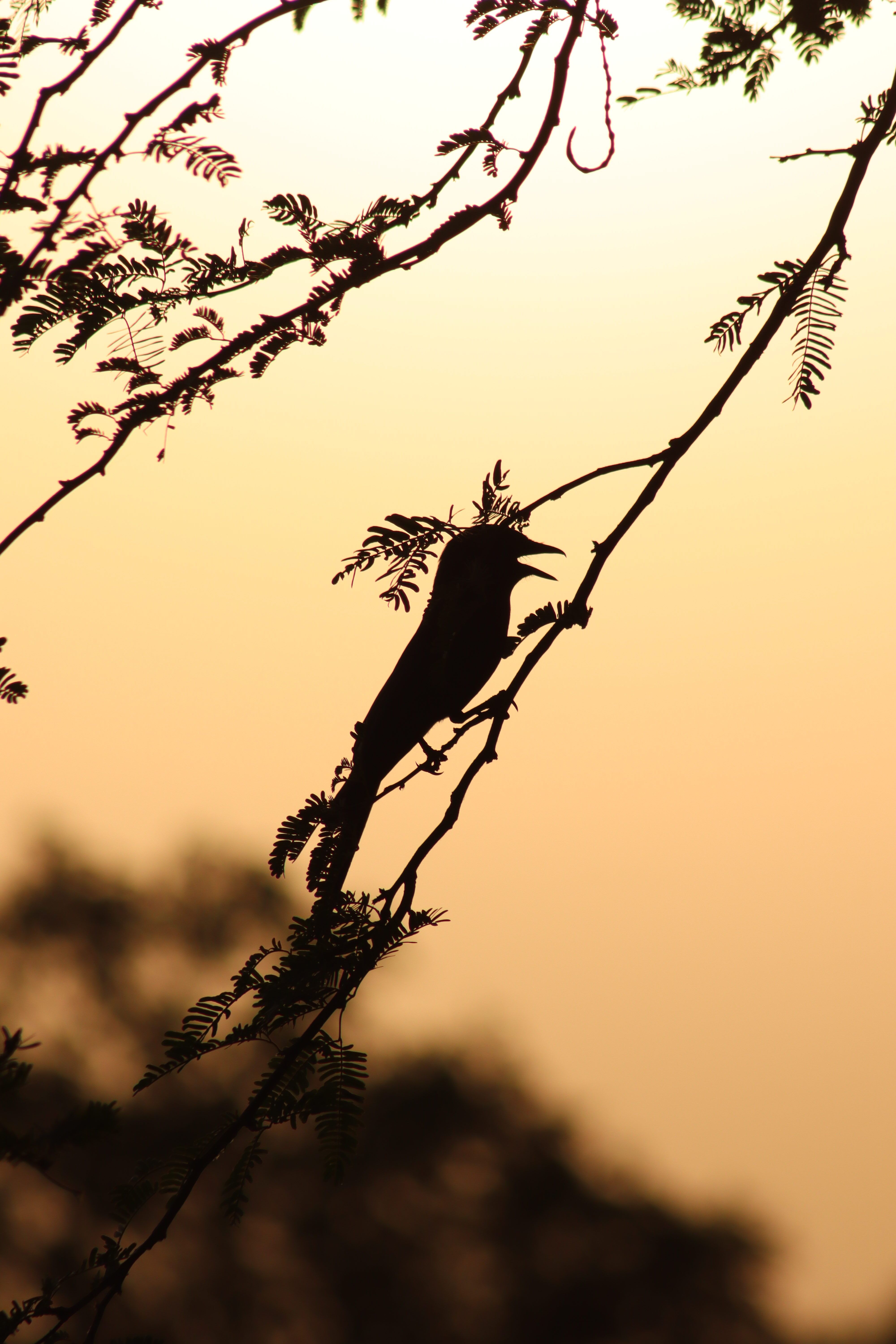 Silueta De Pájaro En Una Rama Al Atardecer · Foto de stock gratuita