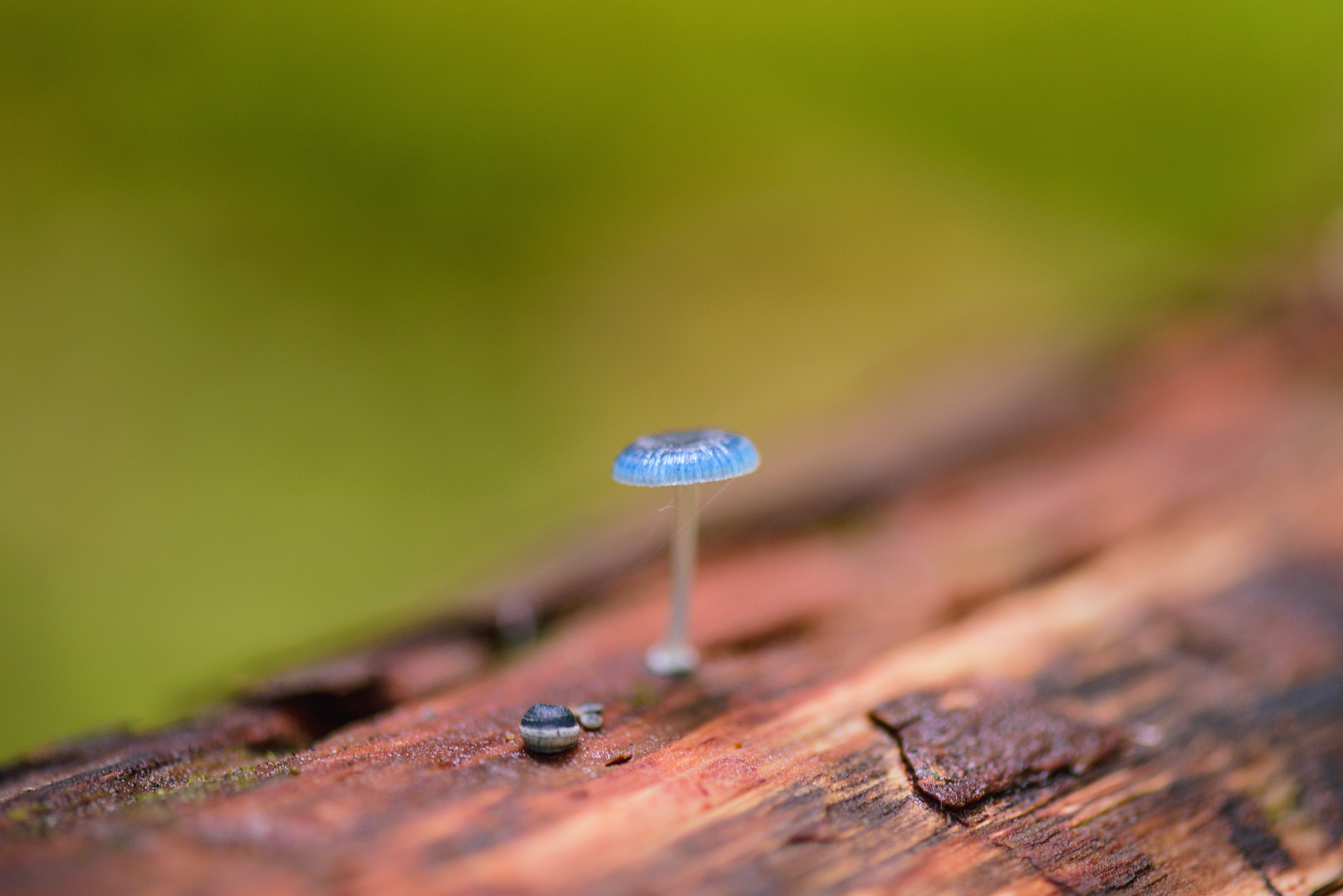 Tiny Blue Pixie Parasol on Forest Log · Free Stock Photo