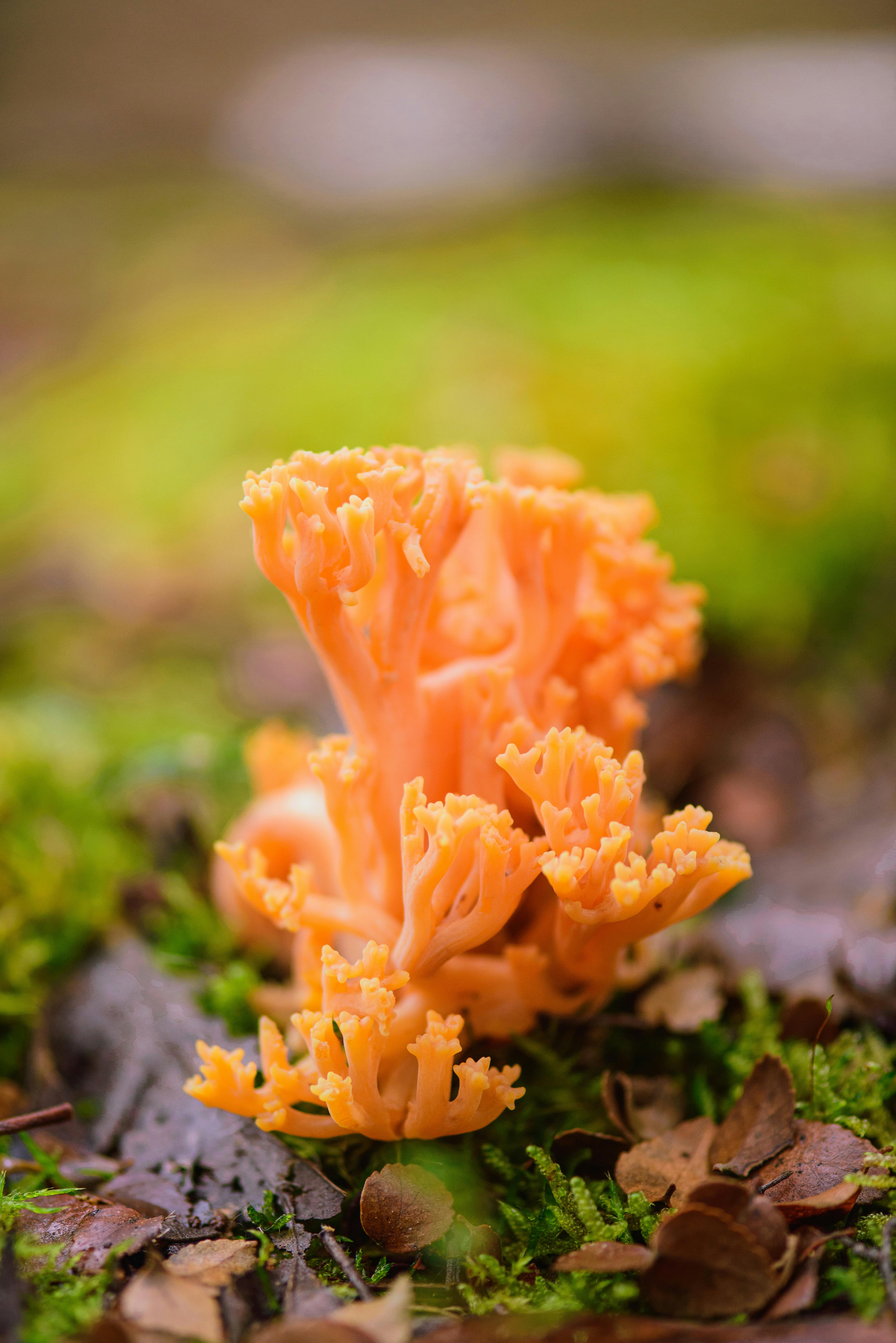 Hongo Coral De Color Naranja Vibrante En El Bosque De Maydena · Foto de ...