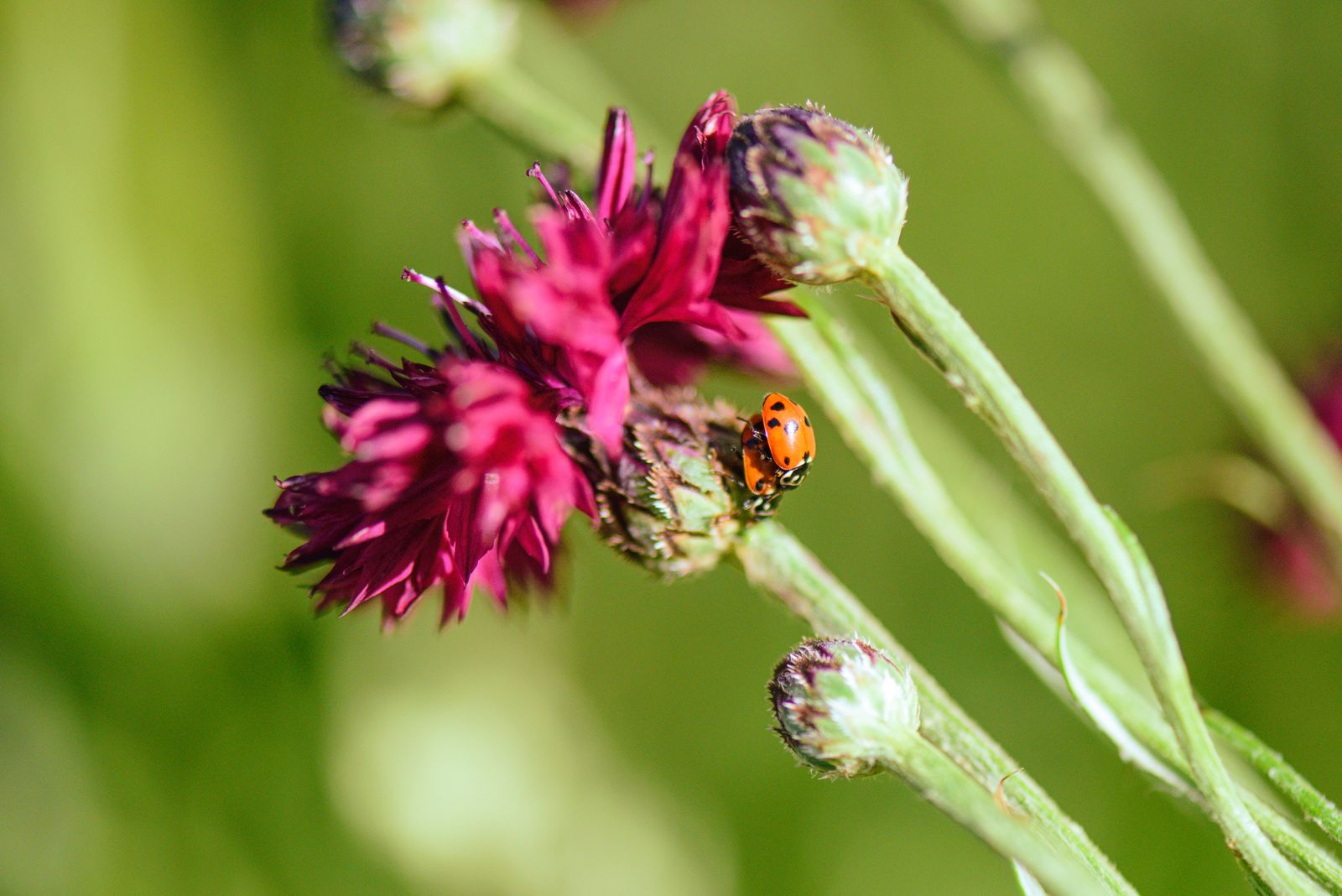 Ladybugs Photos, Download The BEST Free Ladybugs Stock Photos & HD Images