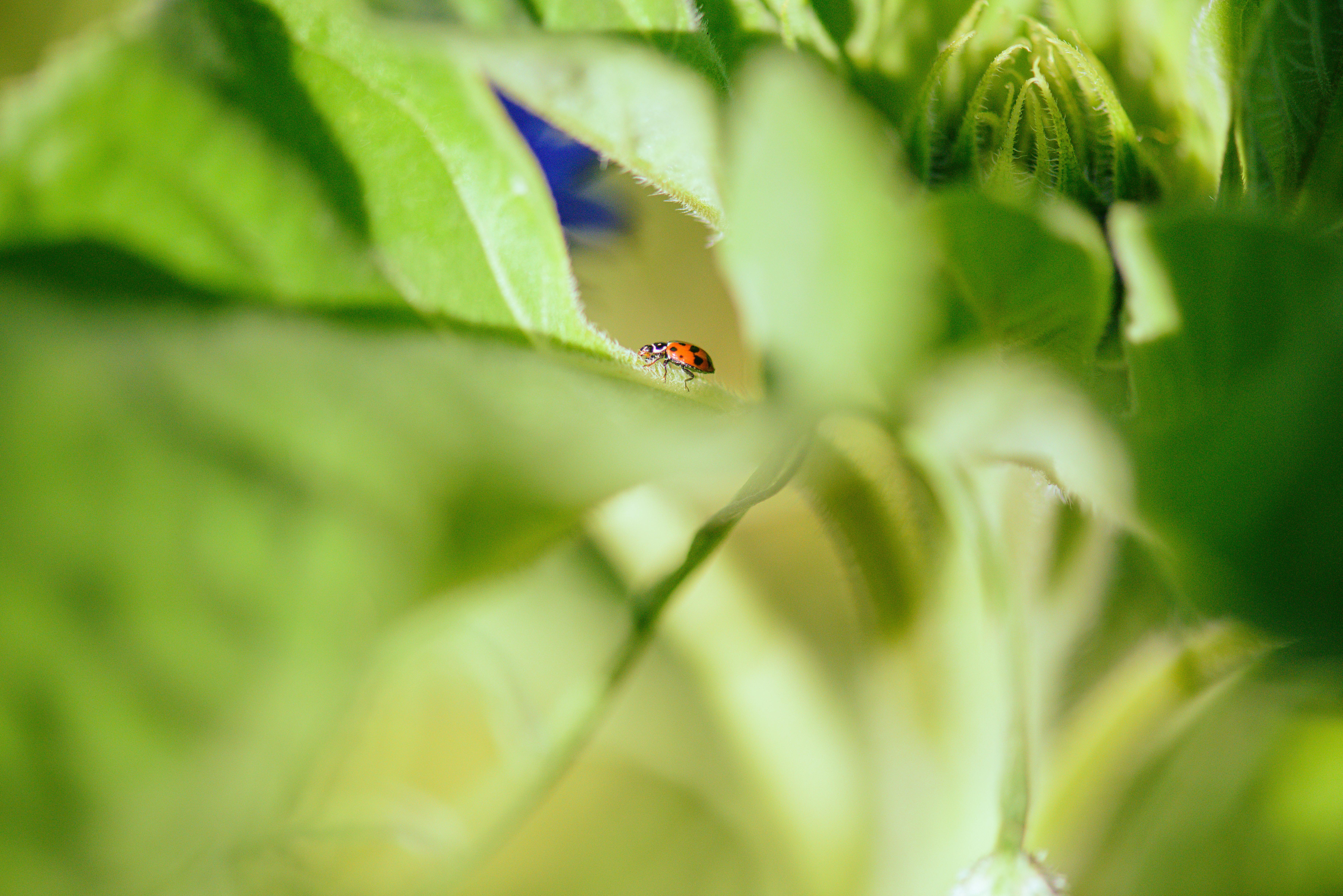 Lady Bug Photos, Download The BEST Free Lady Bug Stock Photos & HD Images