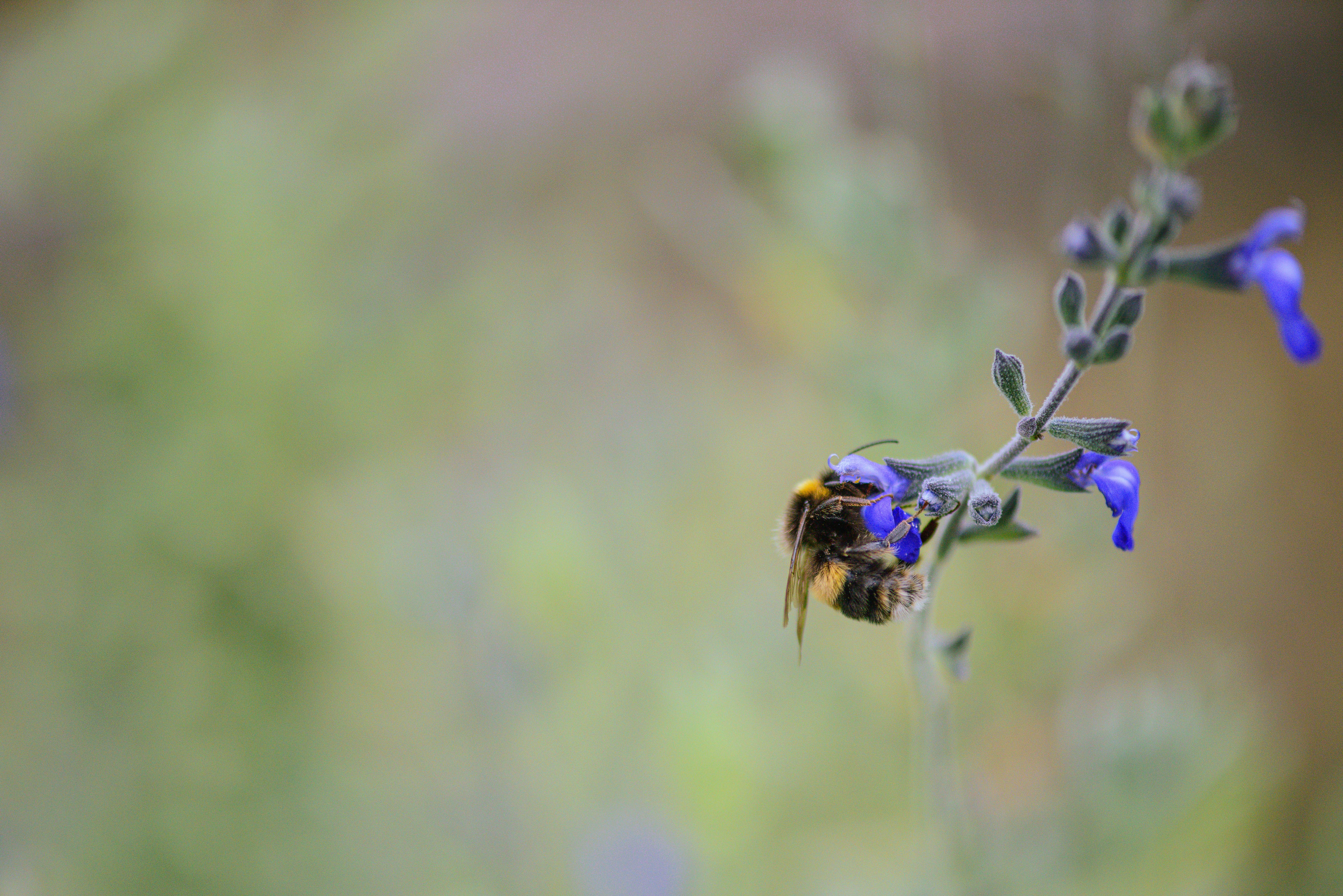 Bumble Bee Transformer Photos, Download The BEST Free Bumble Bee ...