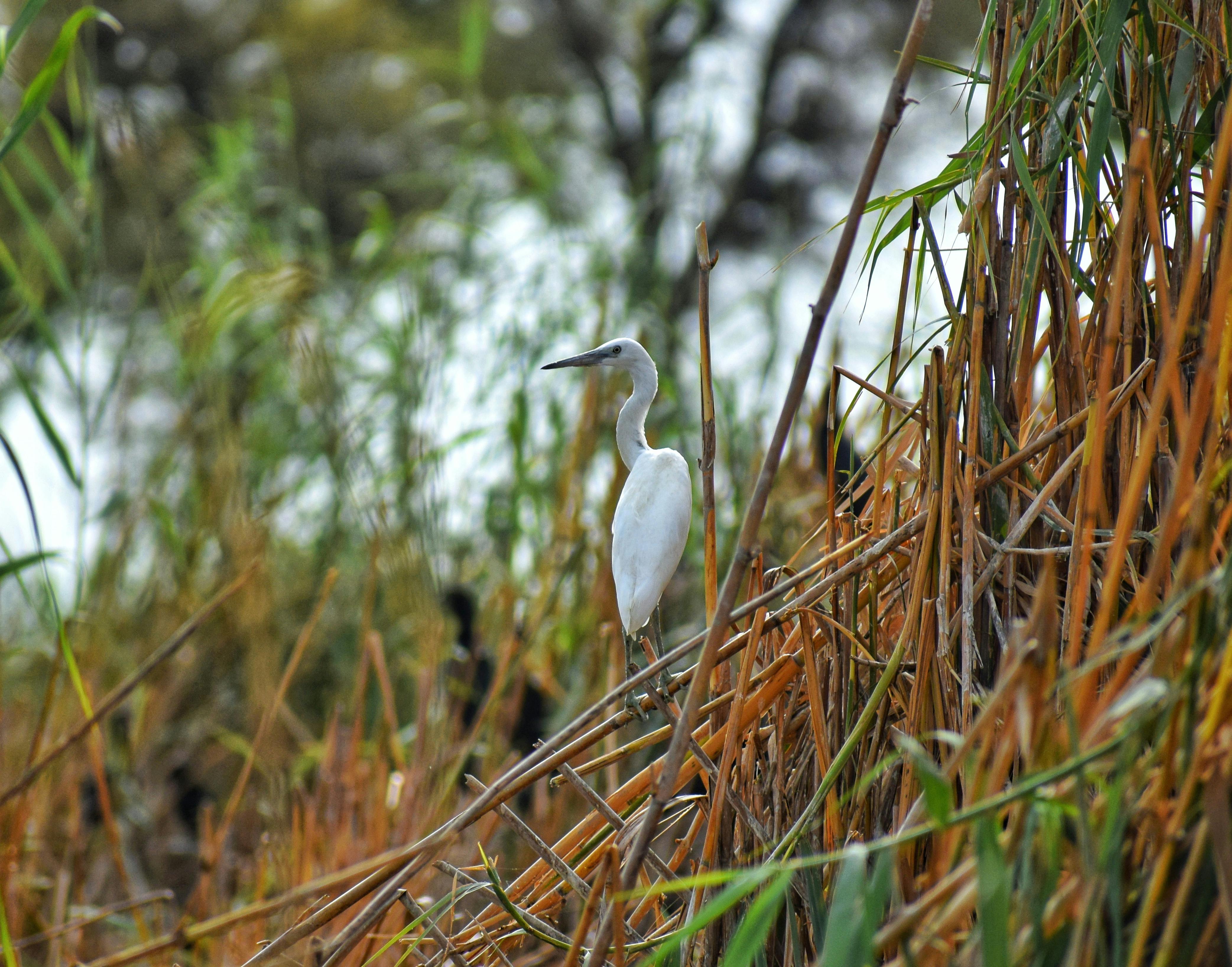 Great Egret Standing in Reeds in Sindh, Pakistan · Free Stock Photo