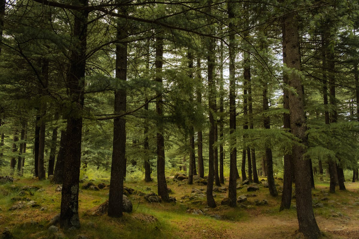 289.957+ Fotos y Imágenes de Bosque de pinos Gratis · Banco de Fotos Gratis