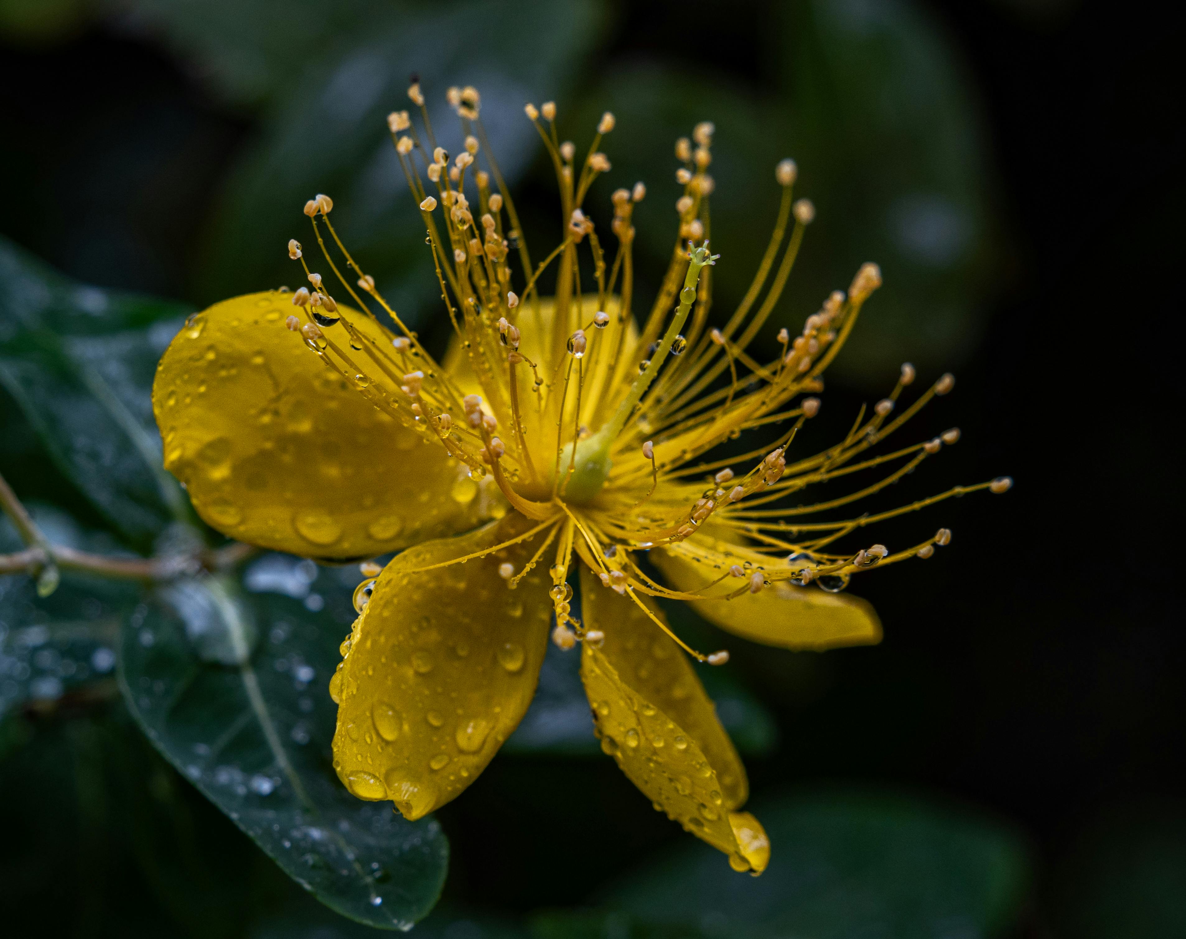Close-up of Yellow Hypericum Flower with Raindrops · Free Stock Photo