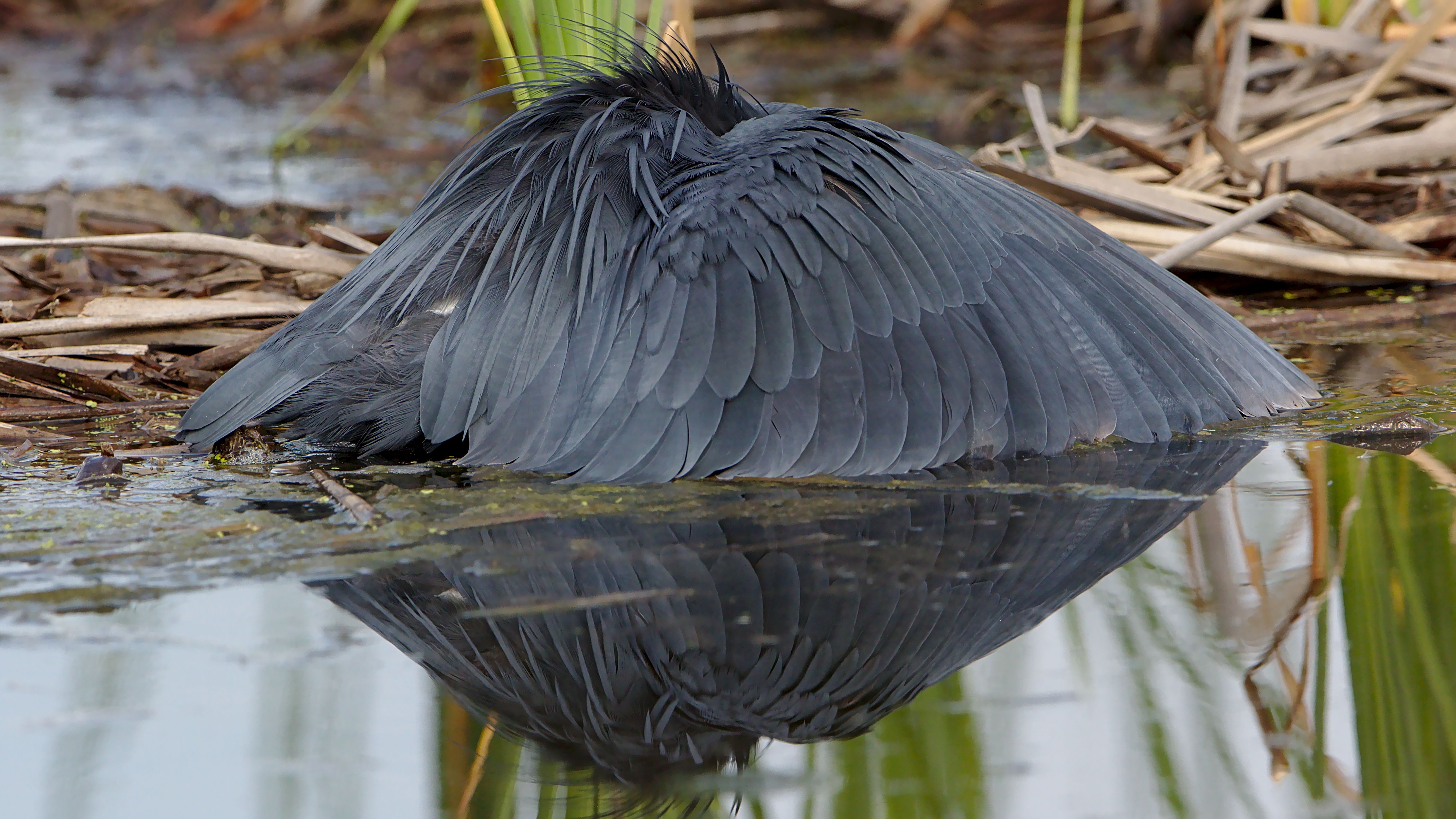 Black Heron Utilizing Canopy Feeding Technique · Free Stock Photo