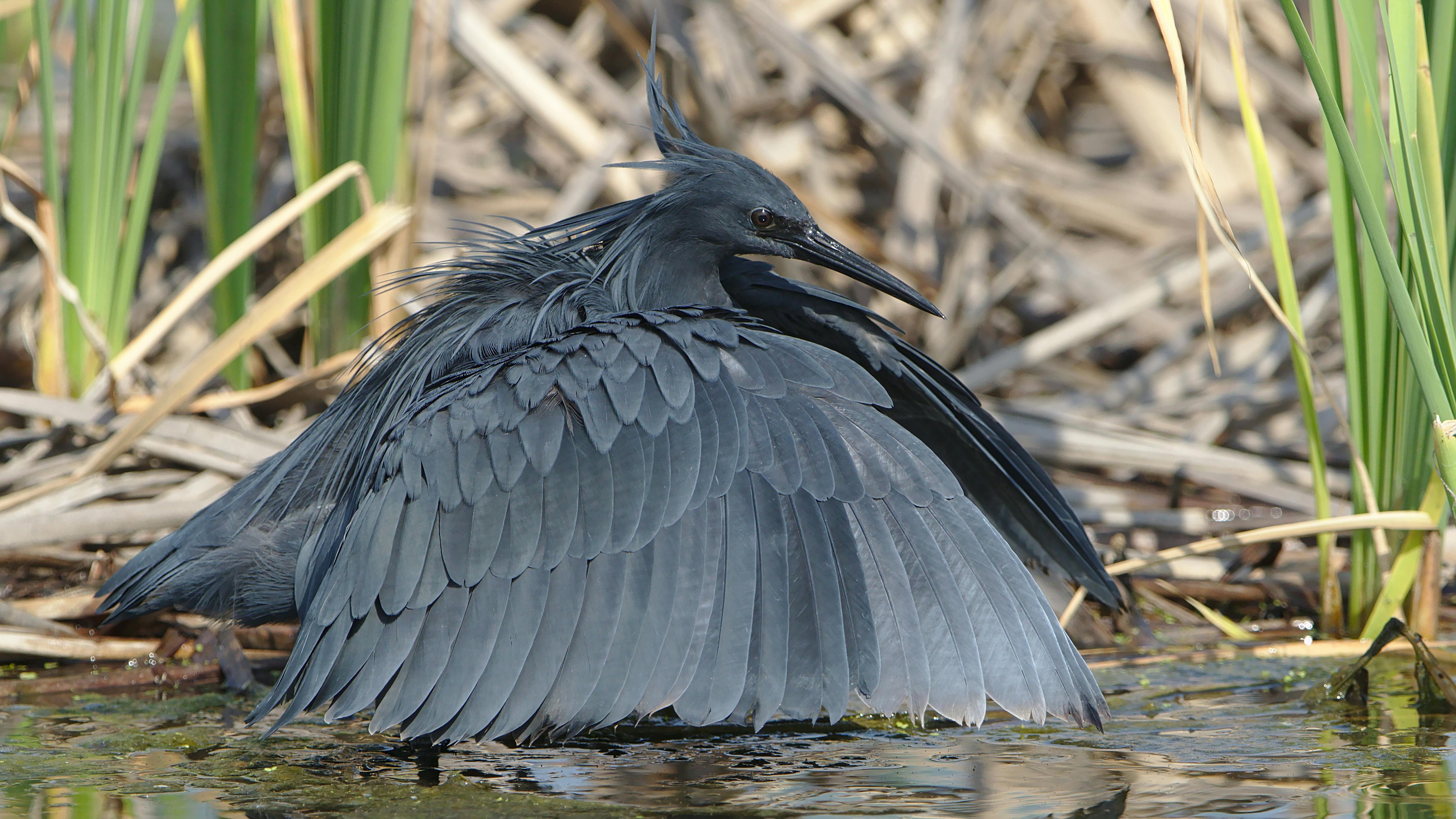 Exhibición De Técnicas De Caza De Garzas Negras En Humedales · Foto de ...
