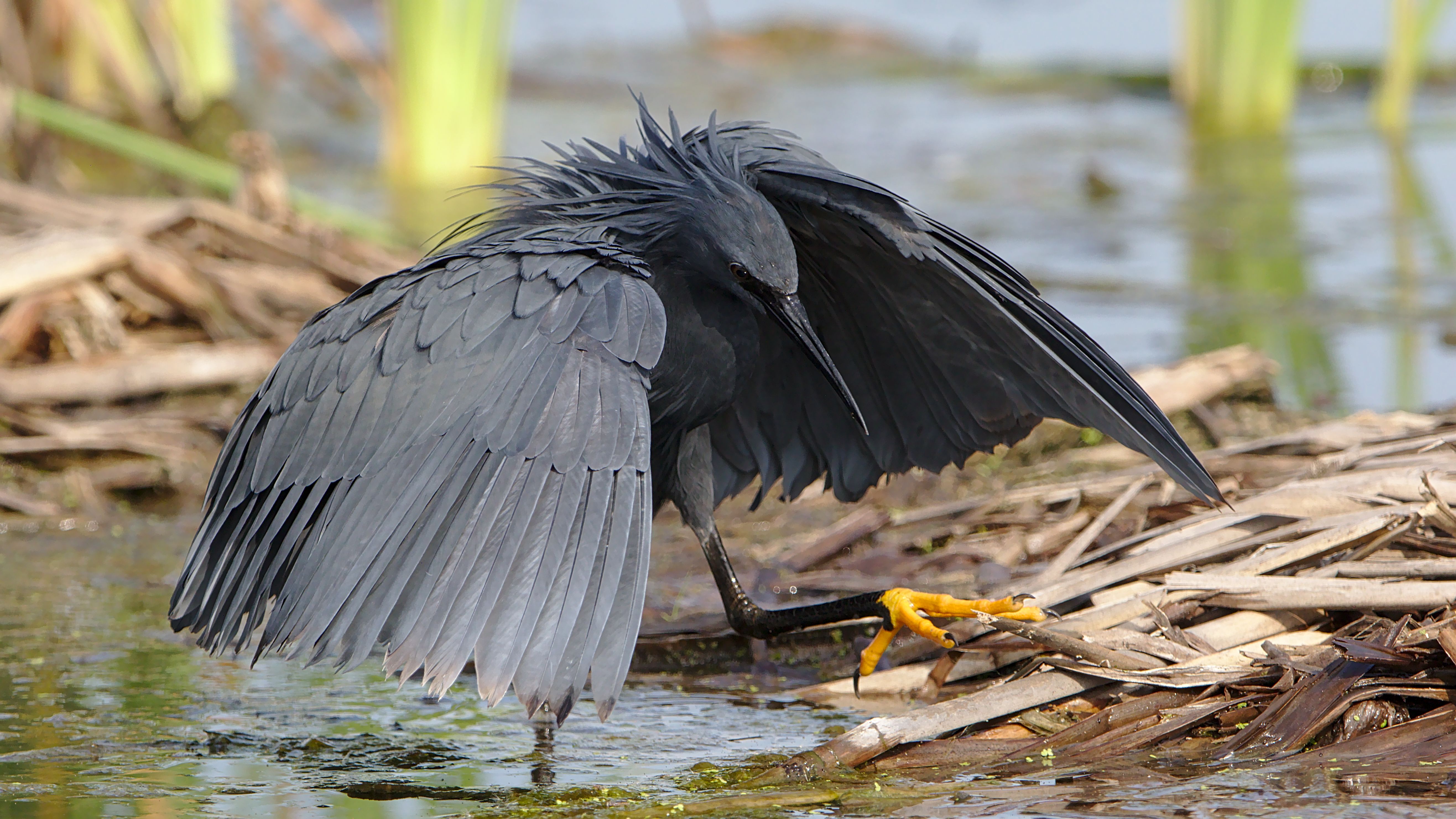 Garza Negra Desplegando Sus Alas En Un Hábitat De Humedales · Foto de ...