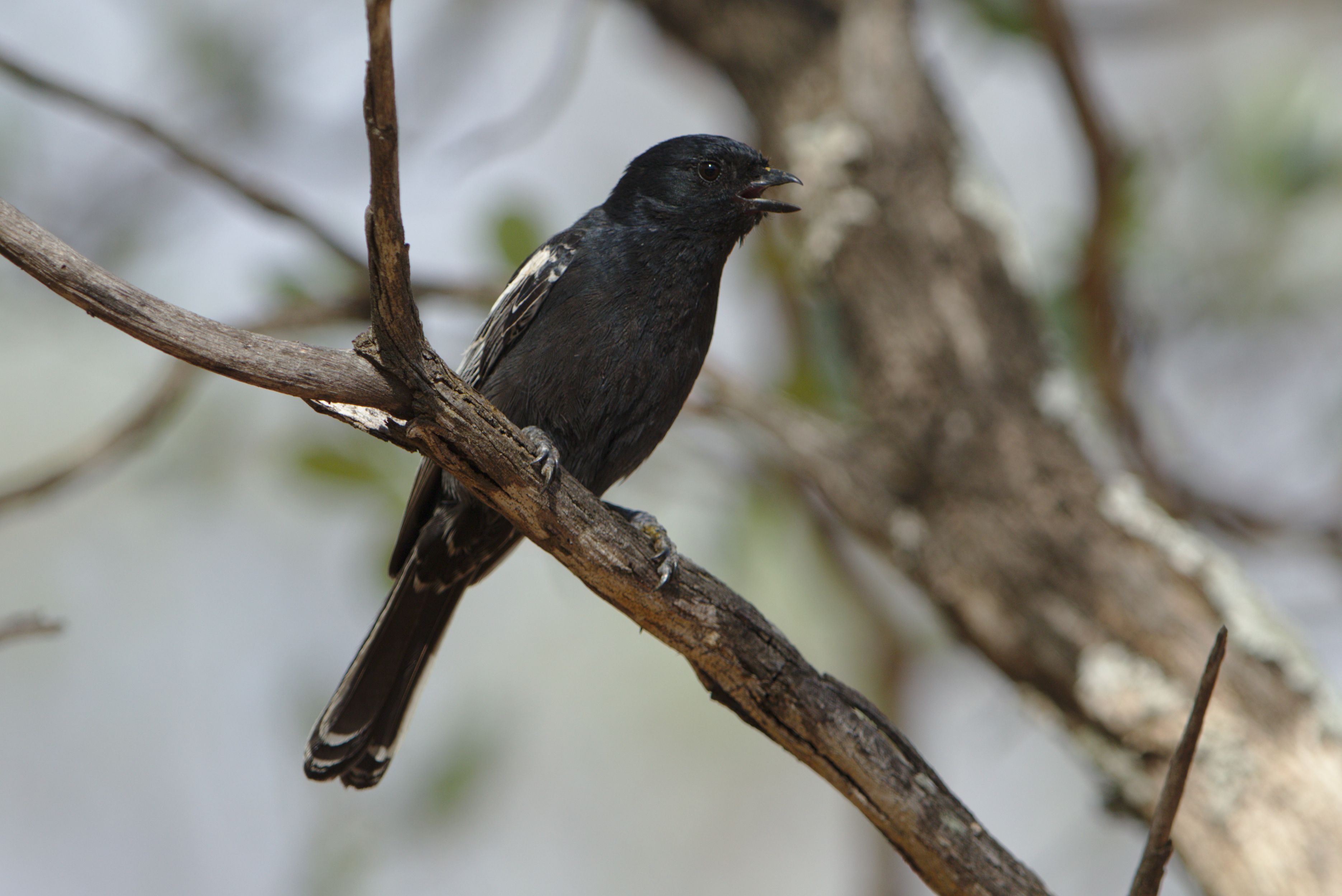 Dusky blue bird perched on leafy branch · Free Stock Photo