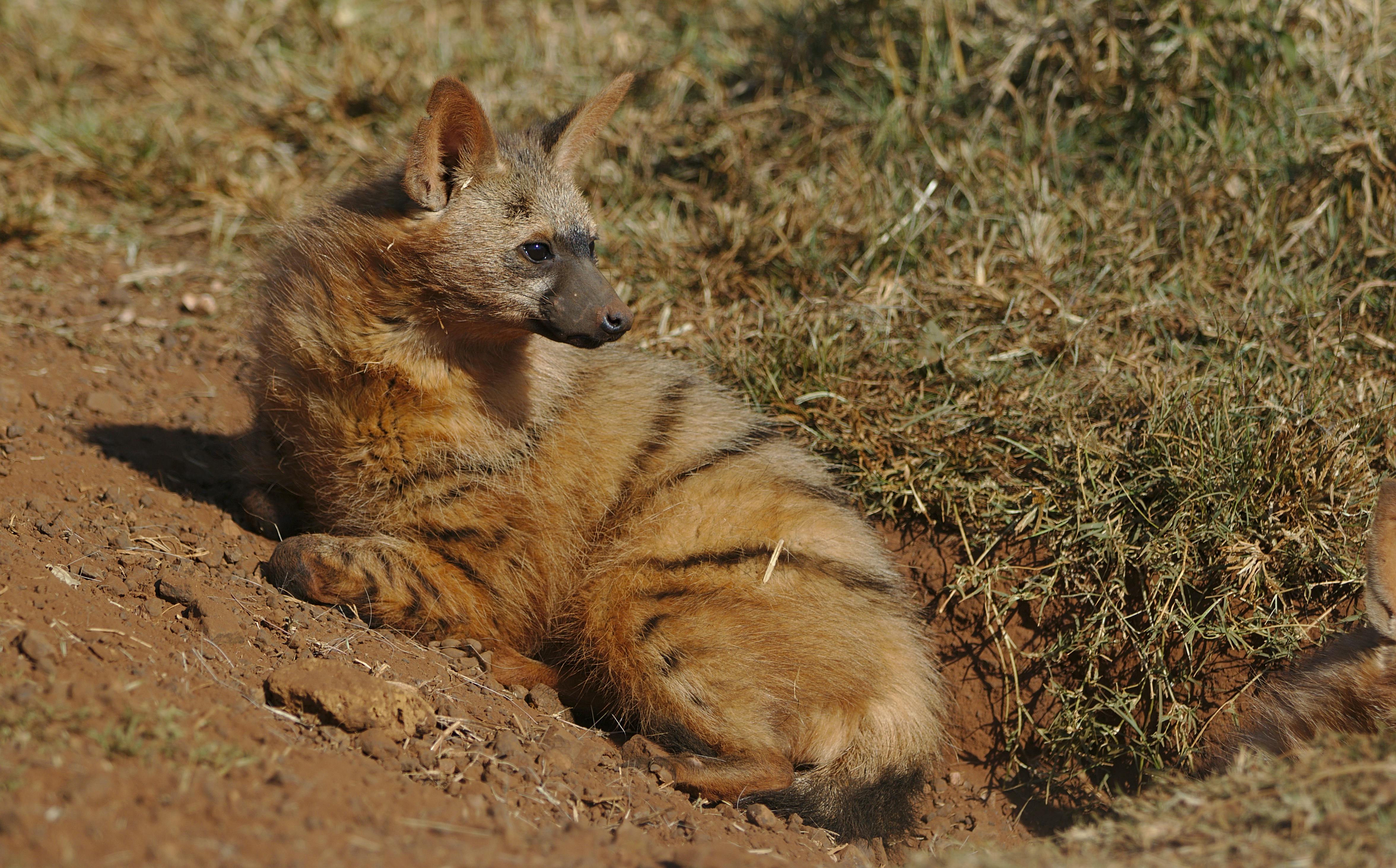 Den Photos, Download The BEST Free Den Stock Photos & HD Images