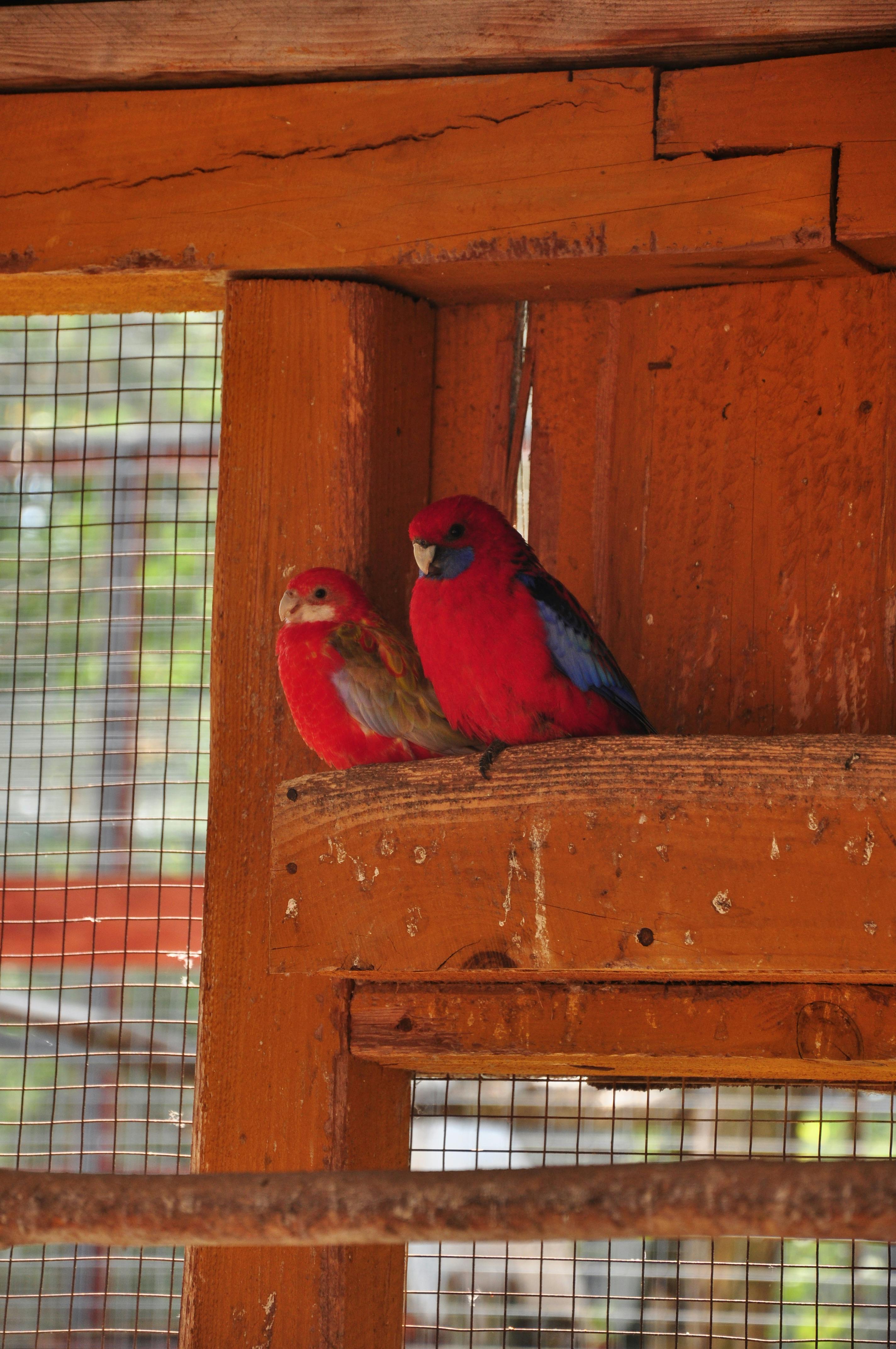 Caged Animal Meme Photos, Download The BEST Free Caged Animal Meme ...