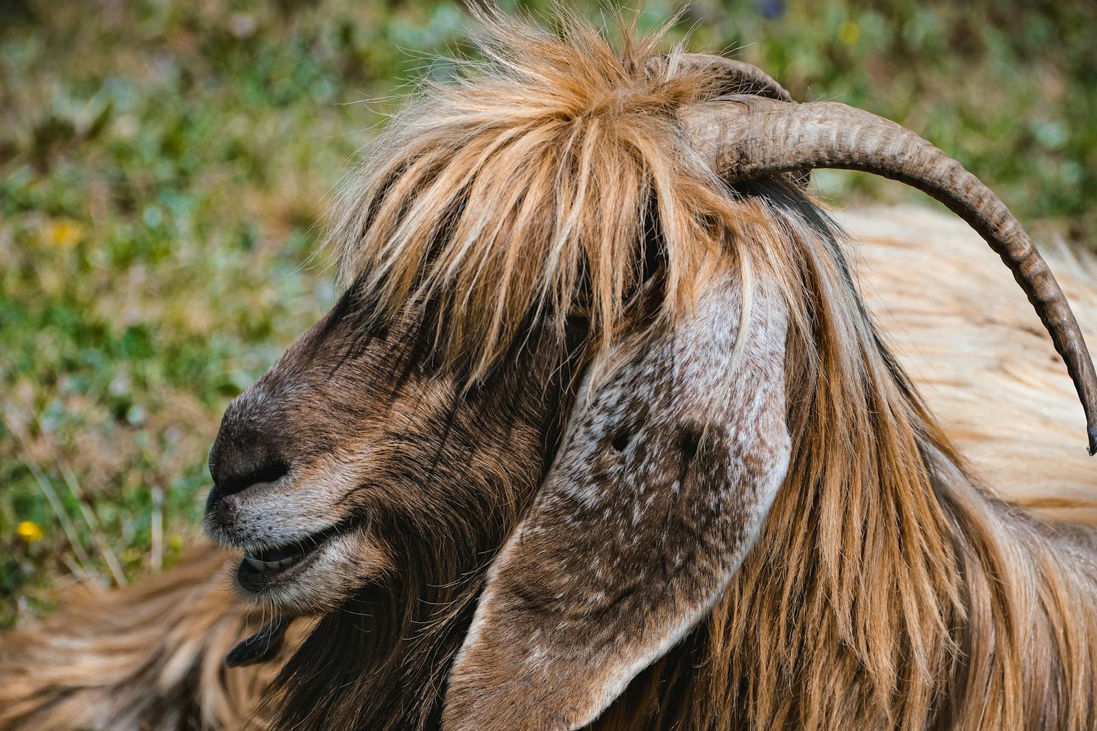 Goat Face Photos, Download The BEST Free Goat Face Stock Photos & HD Images