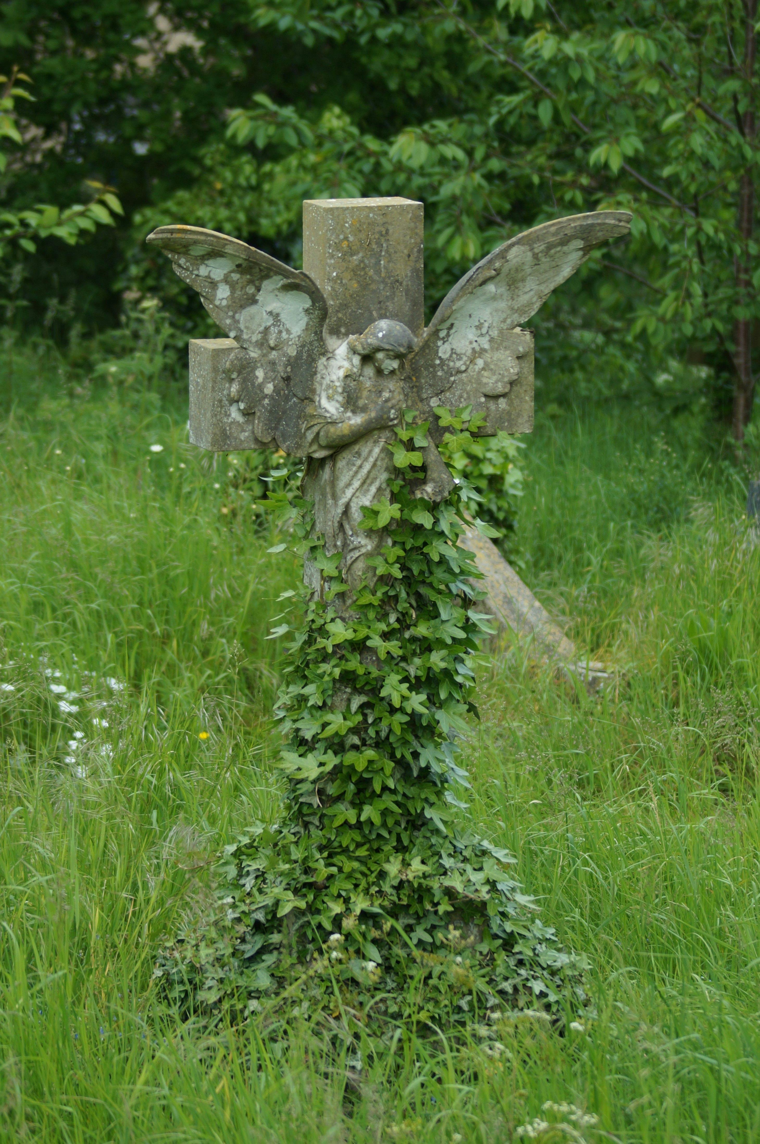 Weathered Angel Statue in Overgrown Cemetery · Free Stock Photo