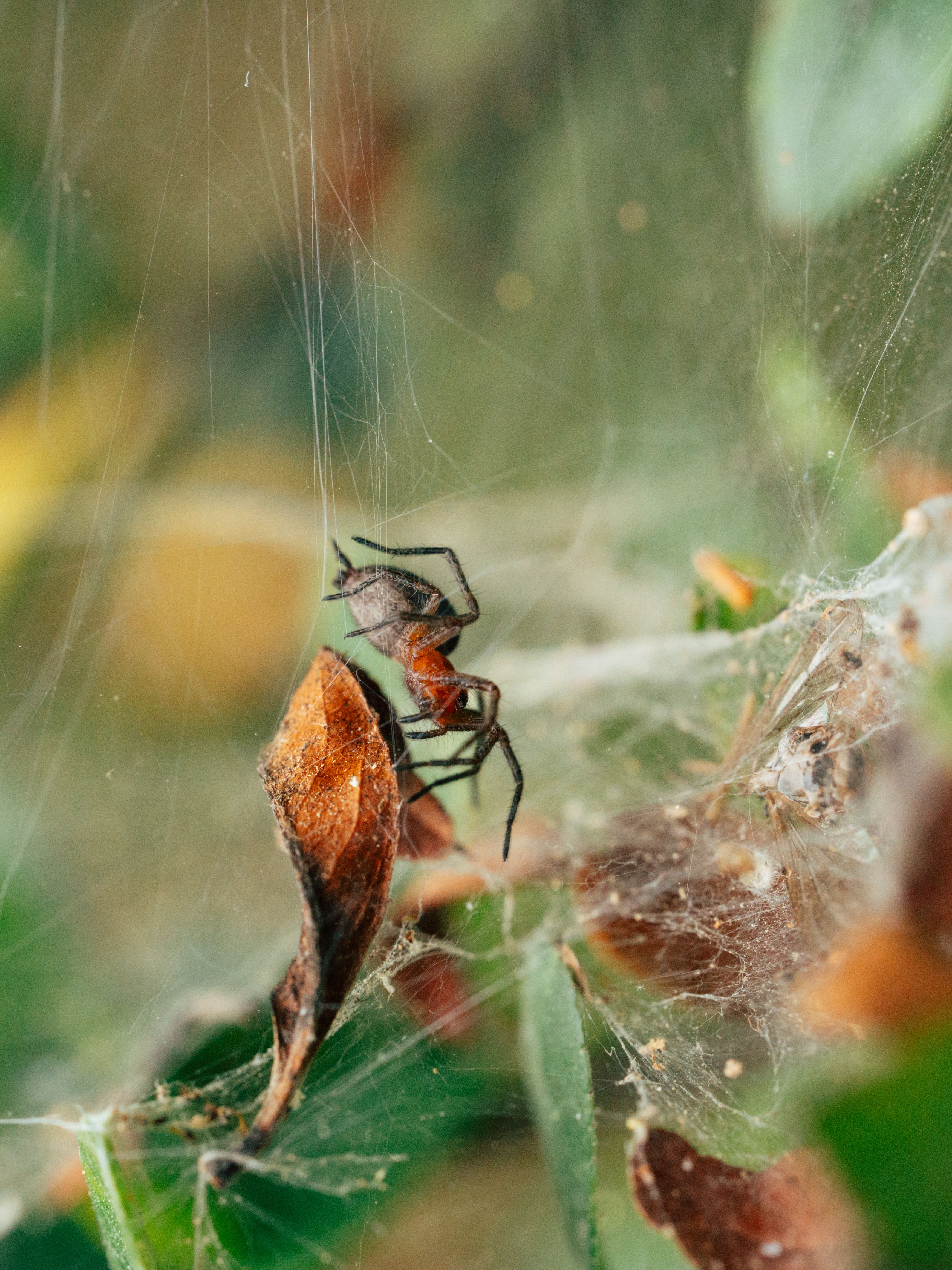 Close-Up of Spider in Intricate Web Outdoors · Free Stock Photo