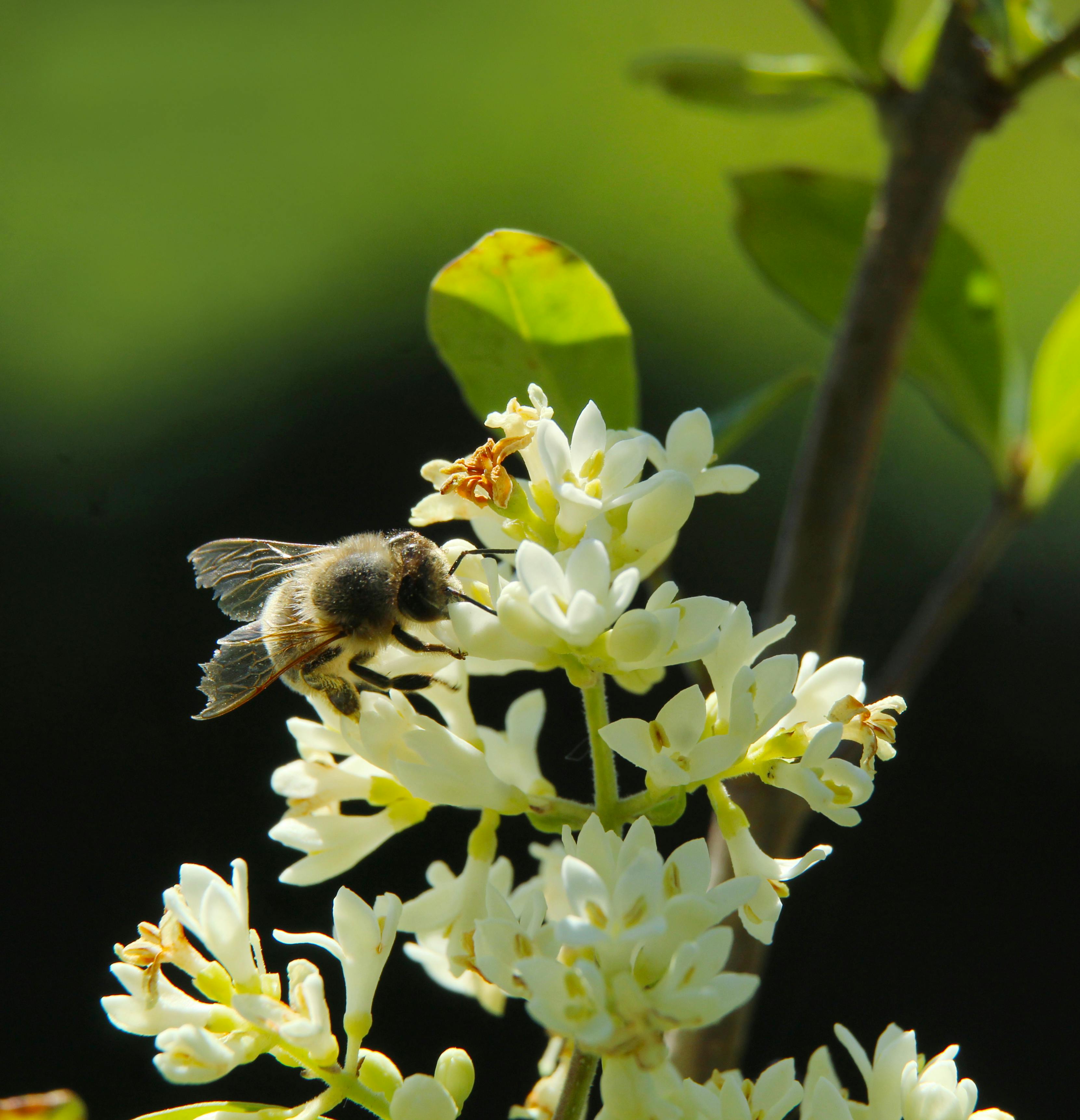 Lac Insect Photos, Download The BEST Free Lac Insect Stock Photos & HD ...