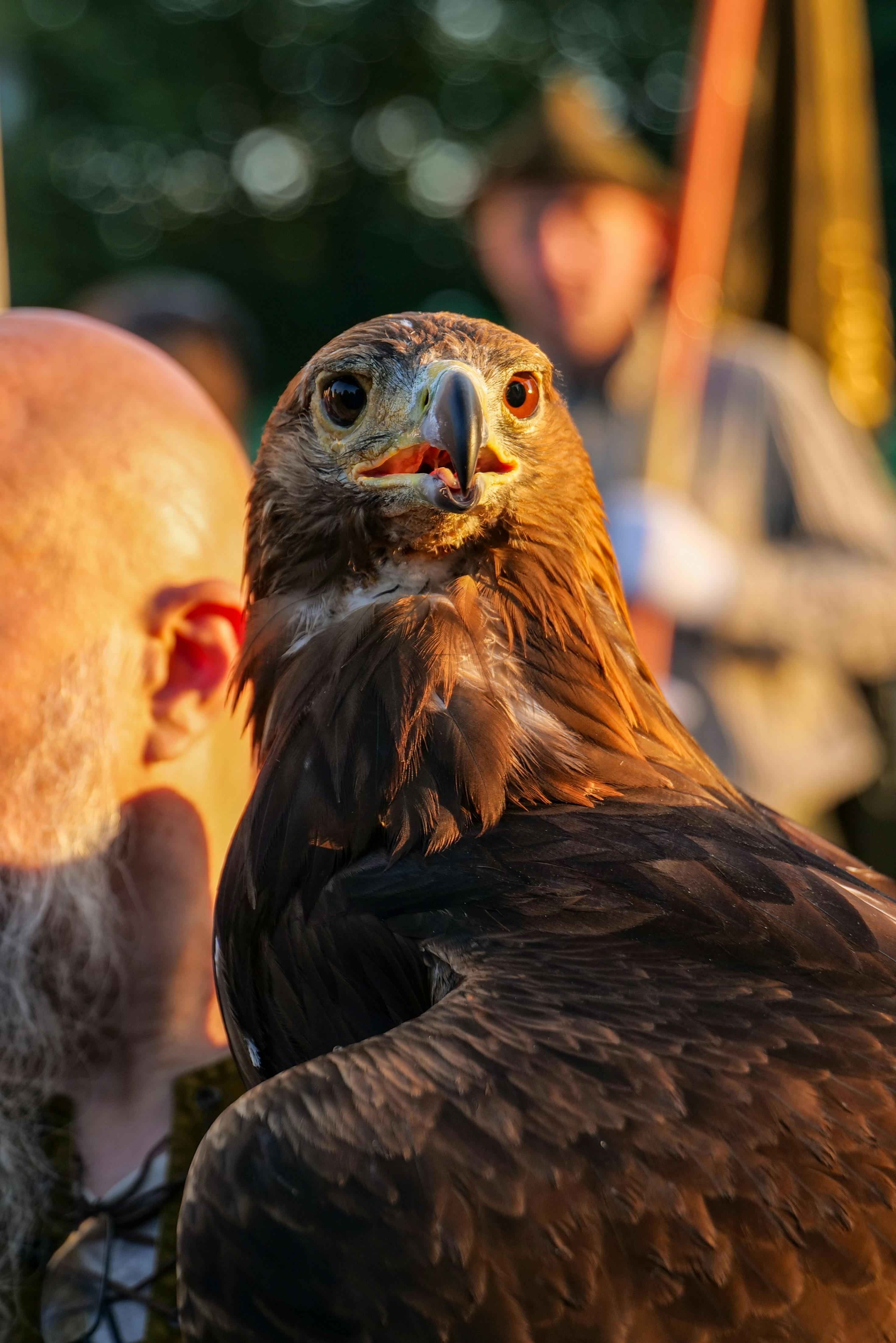 Golden Eagle Perched on Handler Outdoors · Free Stock Photo