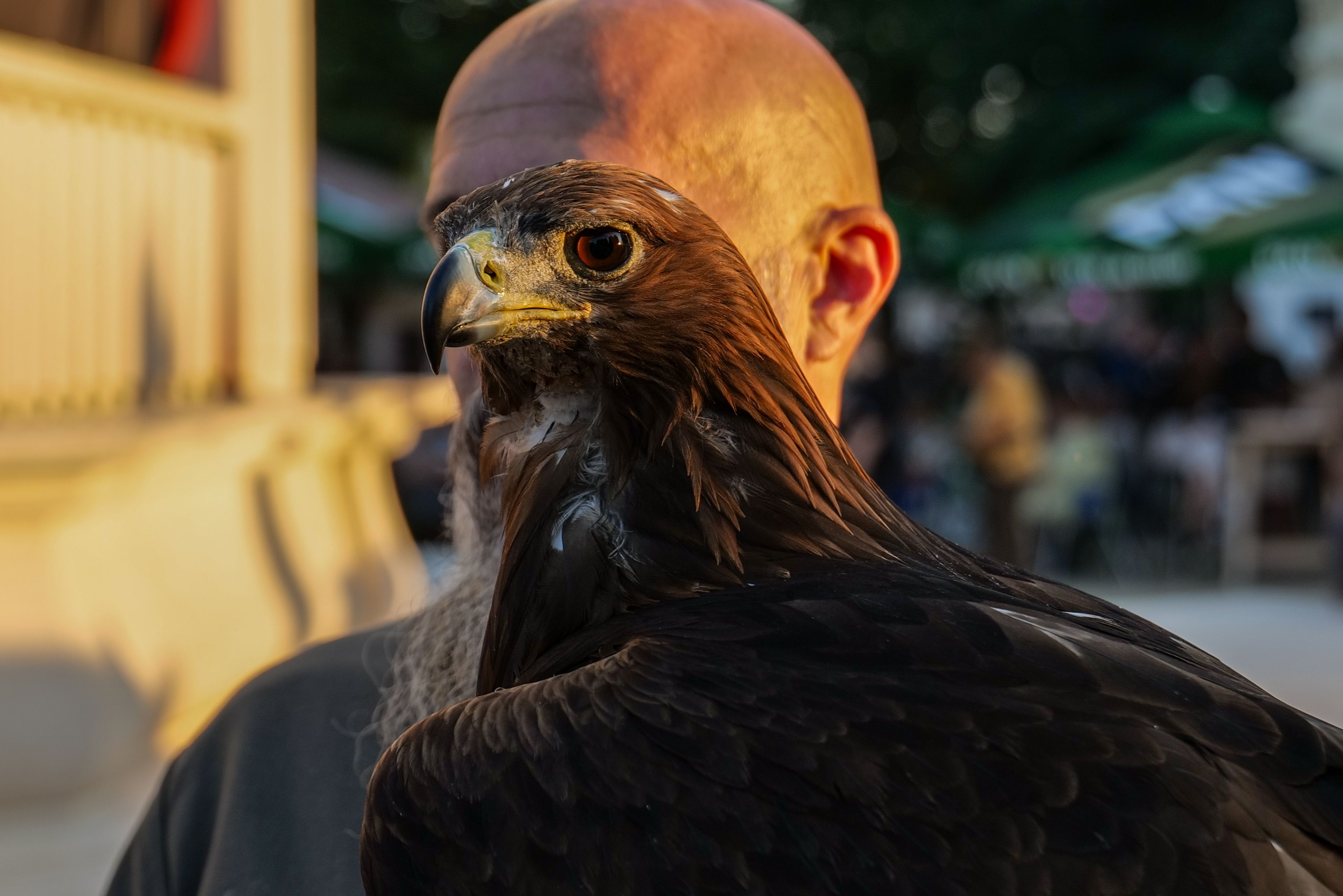 Human With Bird Photos, Download The BEST Free Human With Bird Stock ...