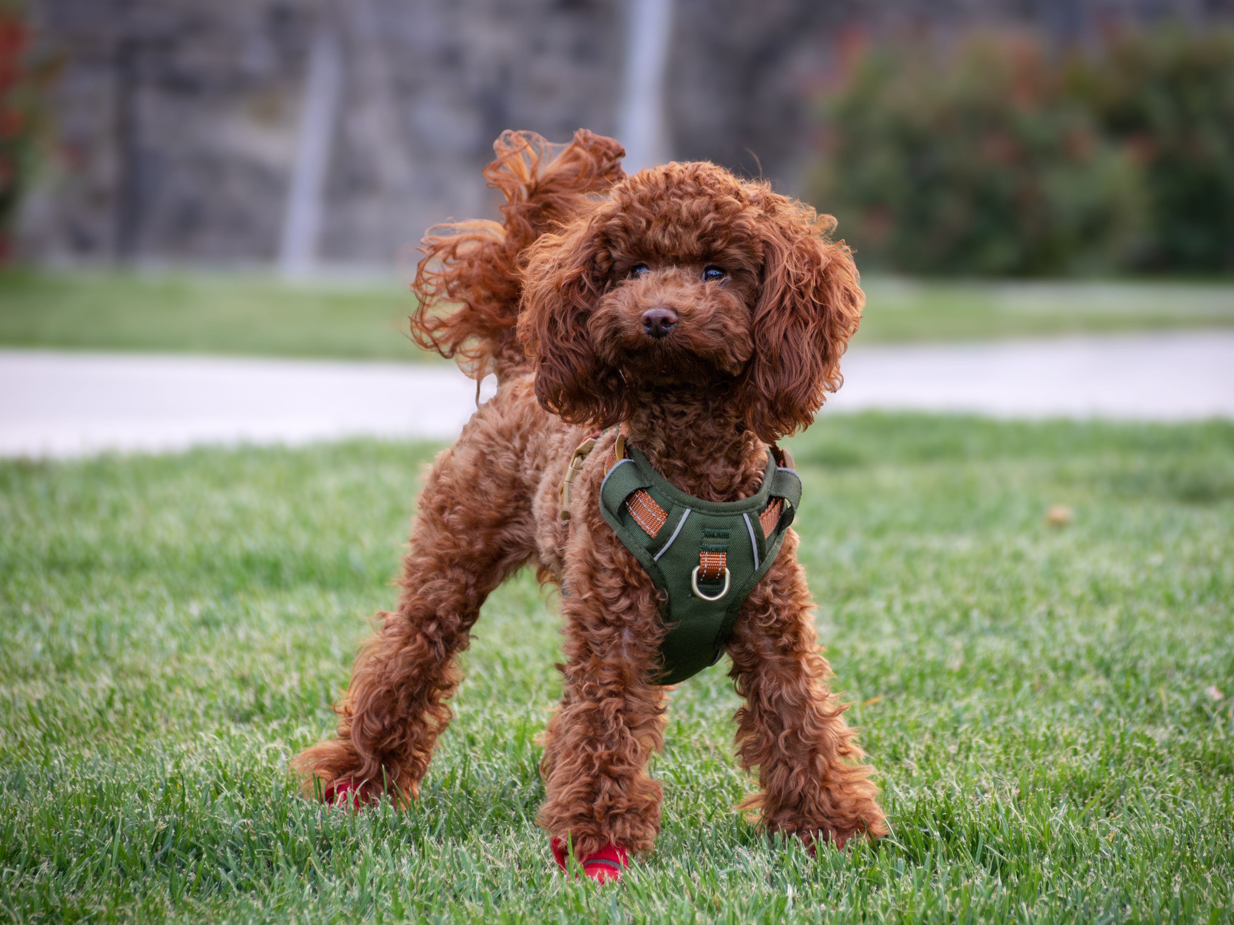 Adorable Toy Poodle Standing on Grass Outdoors · Free Stock Photo