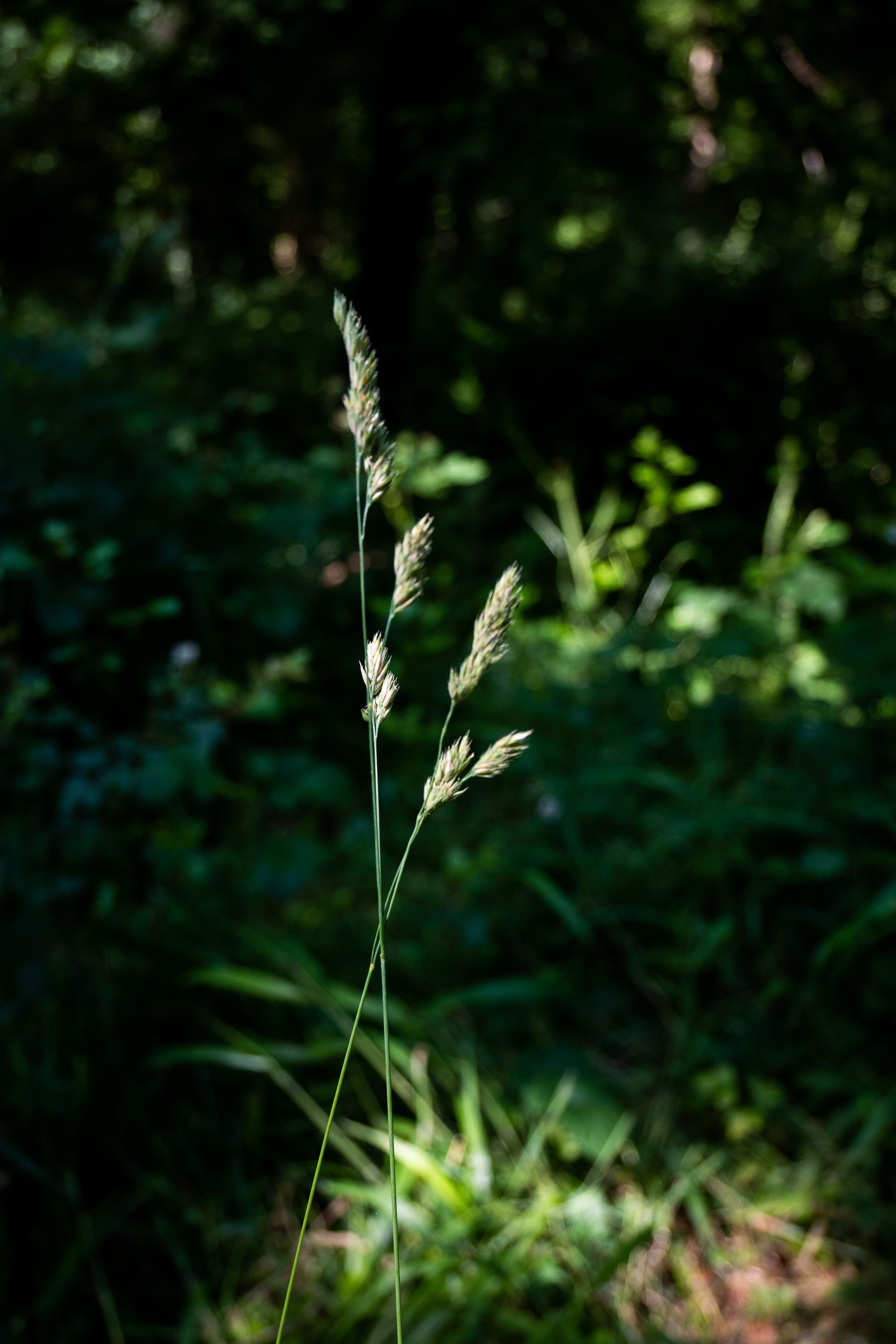 Tall Grass in a Forest Setting in Hauts-de-France · Free Stock Photo