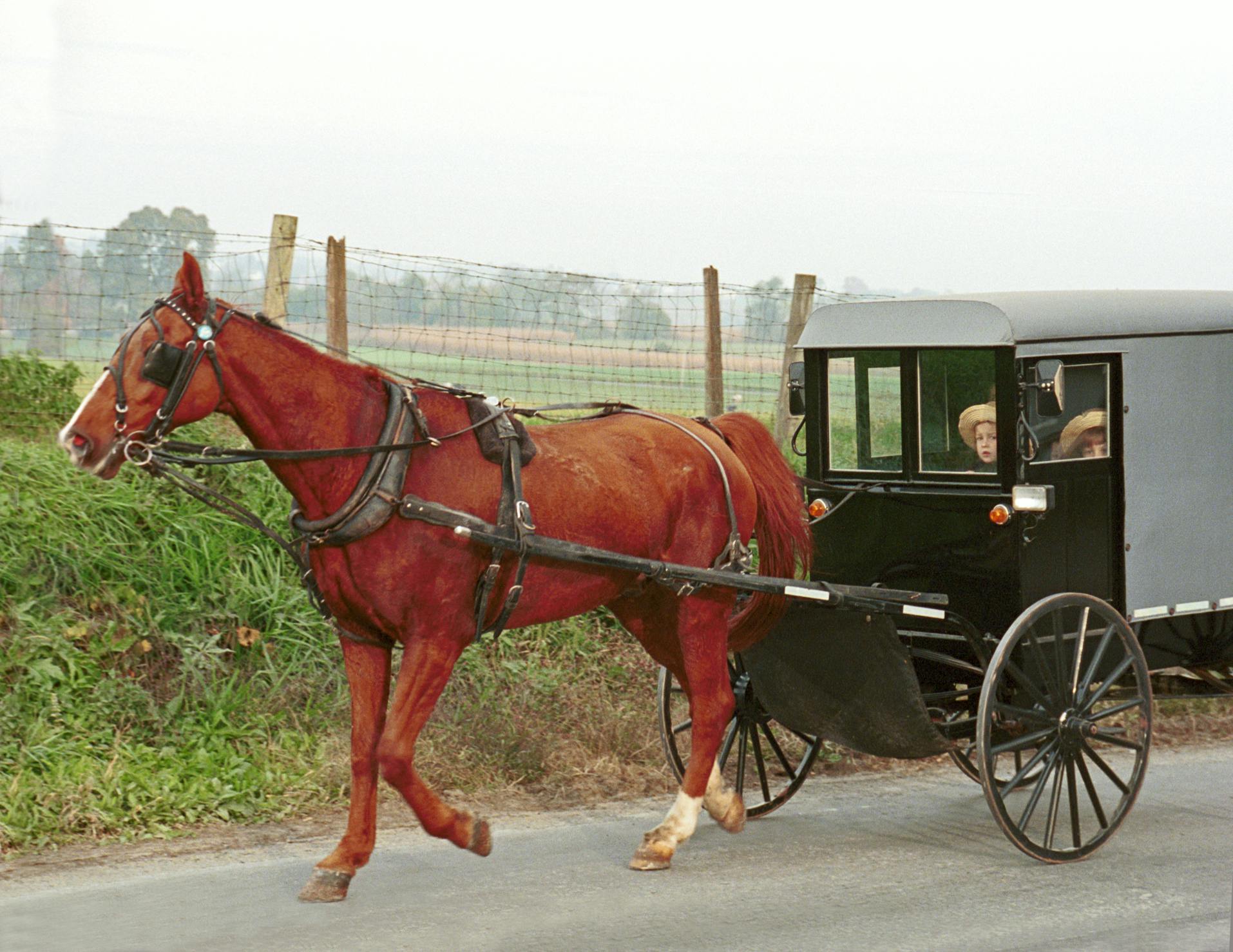 Discovering Amish Country Dogs: Adoption and Tourism Guide
