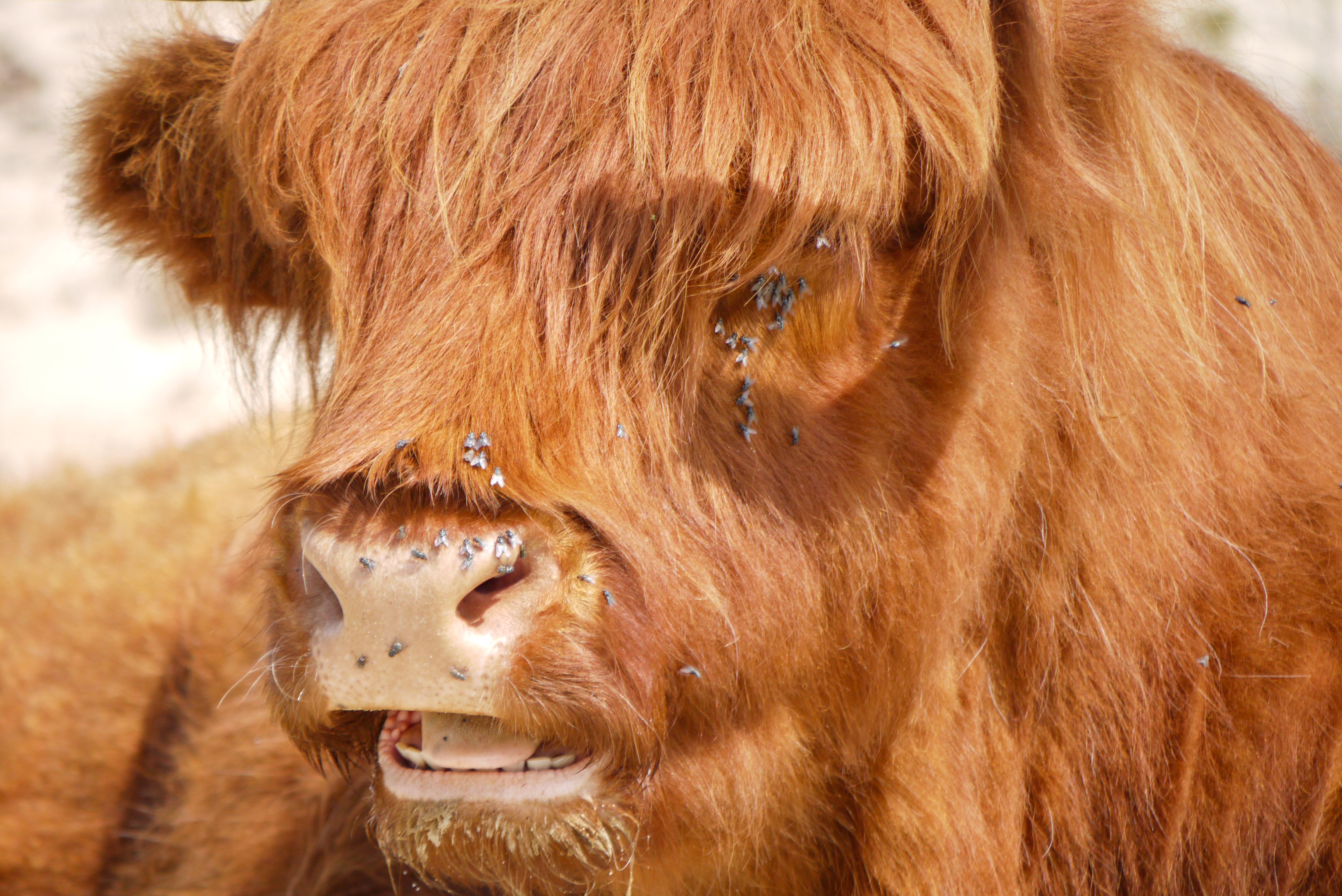 Close-Up of Highland Cow with Flies on Fur · Free Stock Photo
