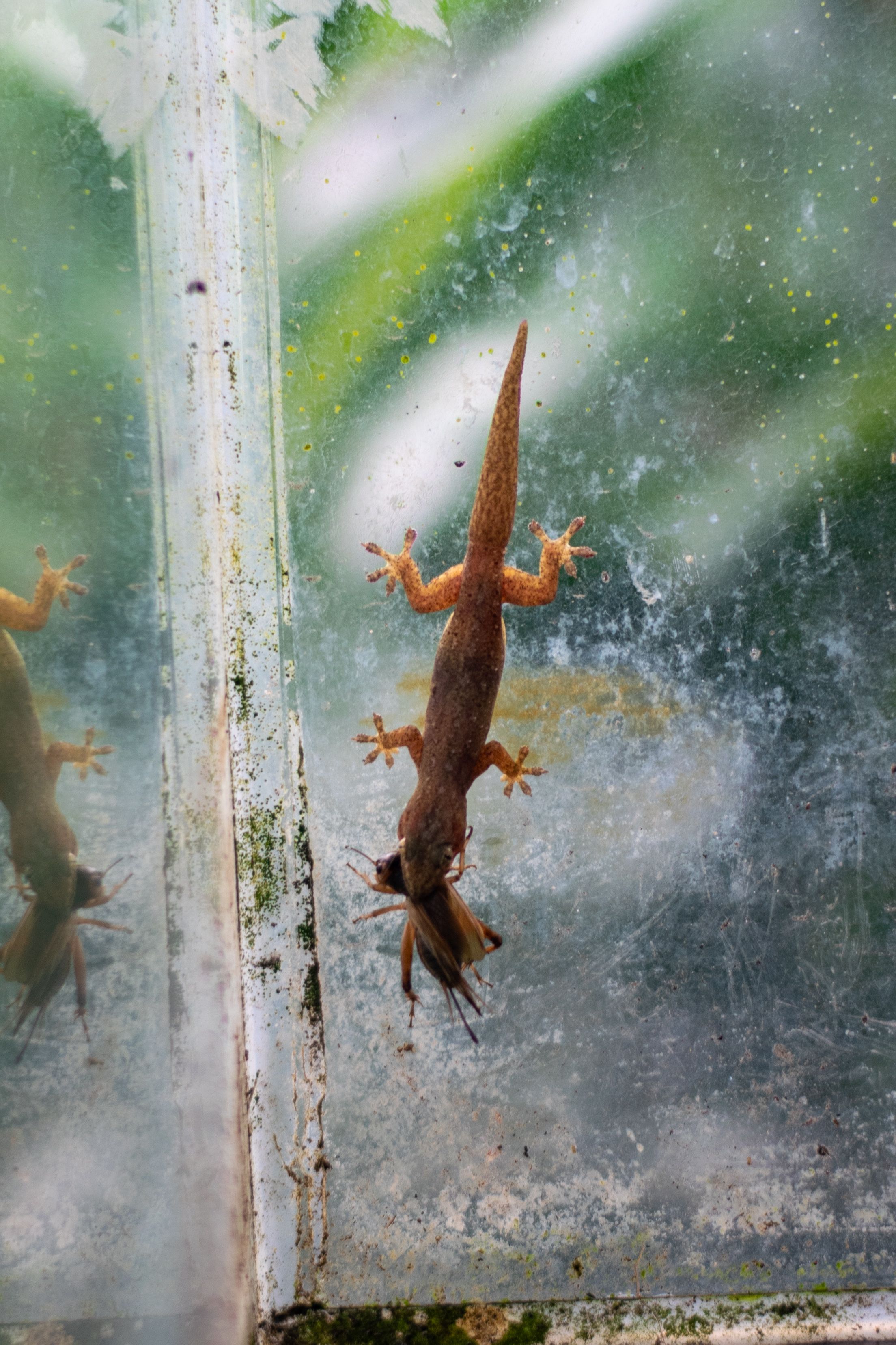 Korea Gecko Photos, Download The BEST Free Korea Gecko Stock Photos ...
