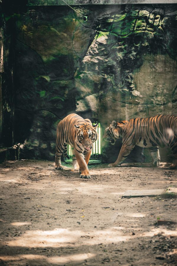 Tigers Approaching Photos, Download The BEST Free Tigers Approaching ...