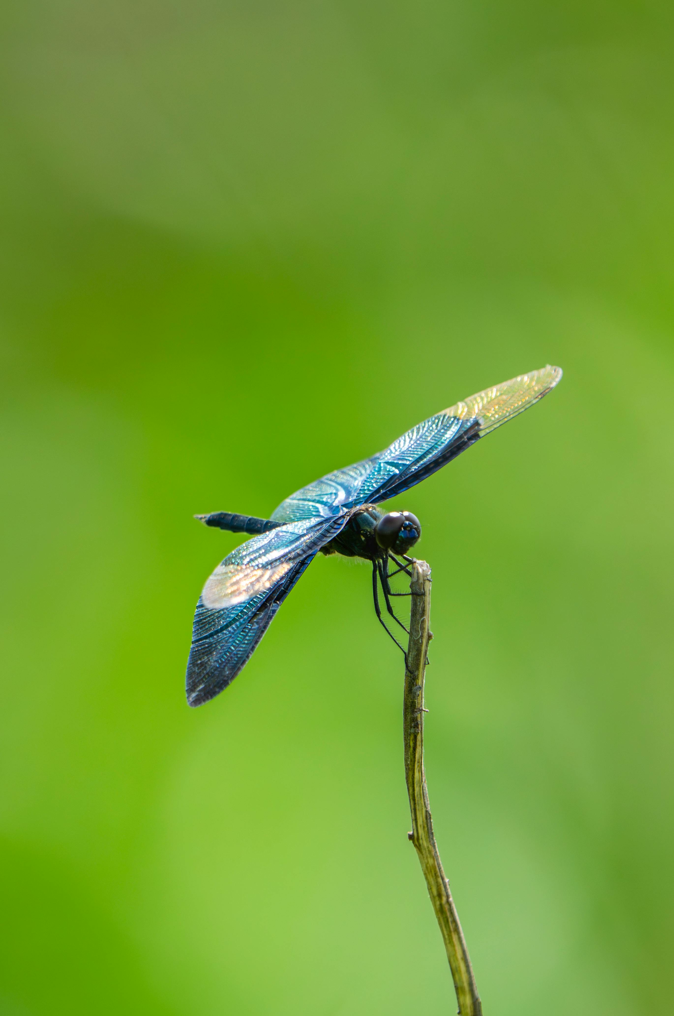 Lac Insect Photos, Download The BEST Free Lac Insect Stock Photos & HD ...