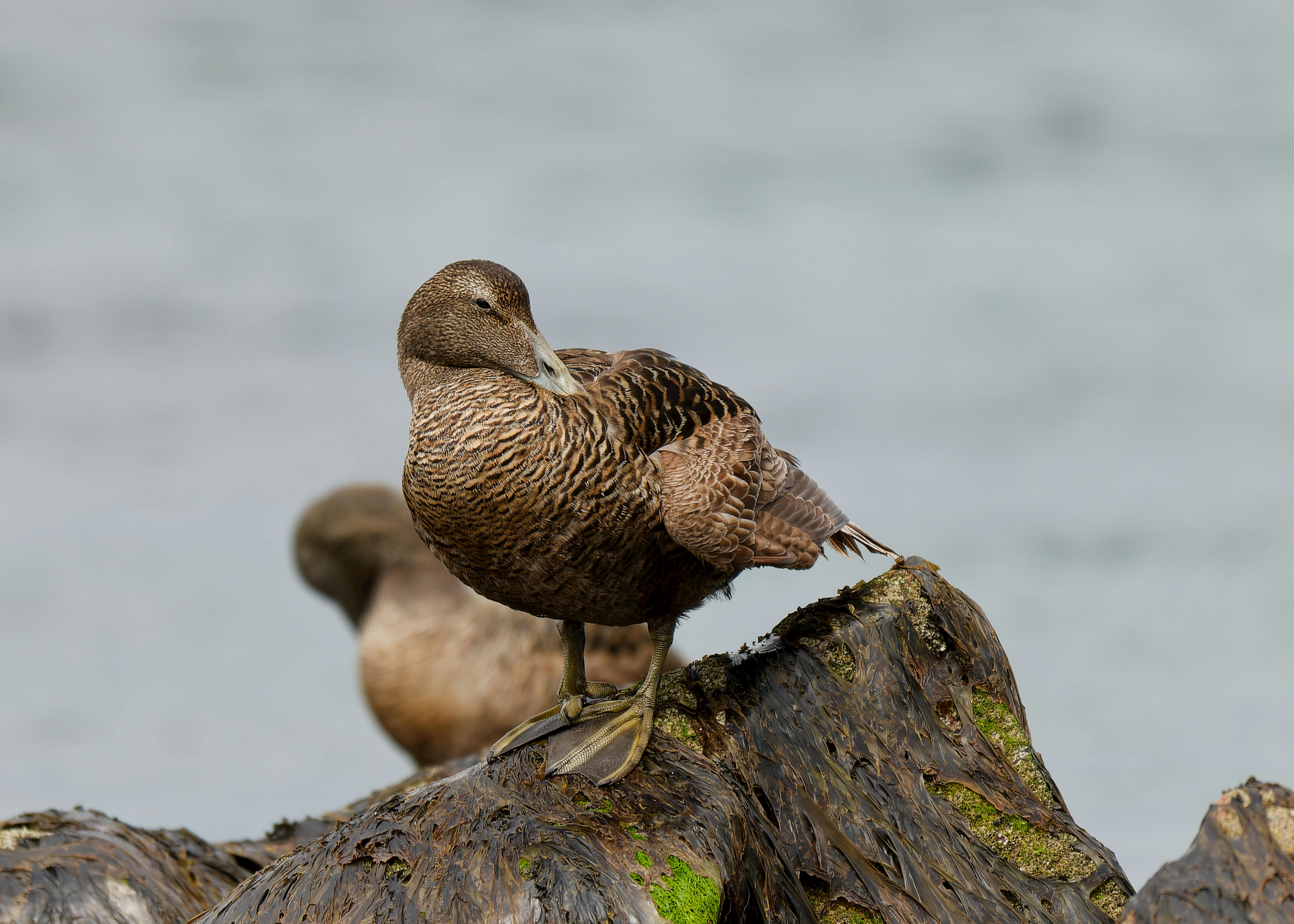Female Common Eider Duck on Rocky Shoreline · Free Stock Photo