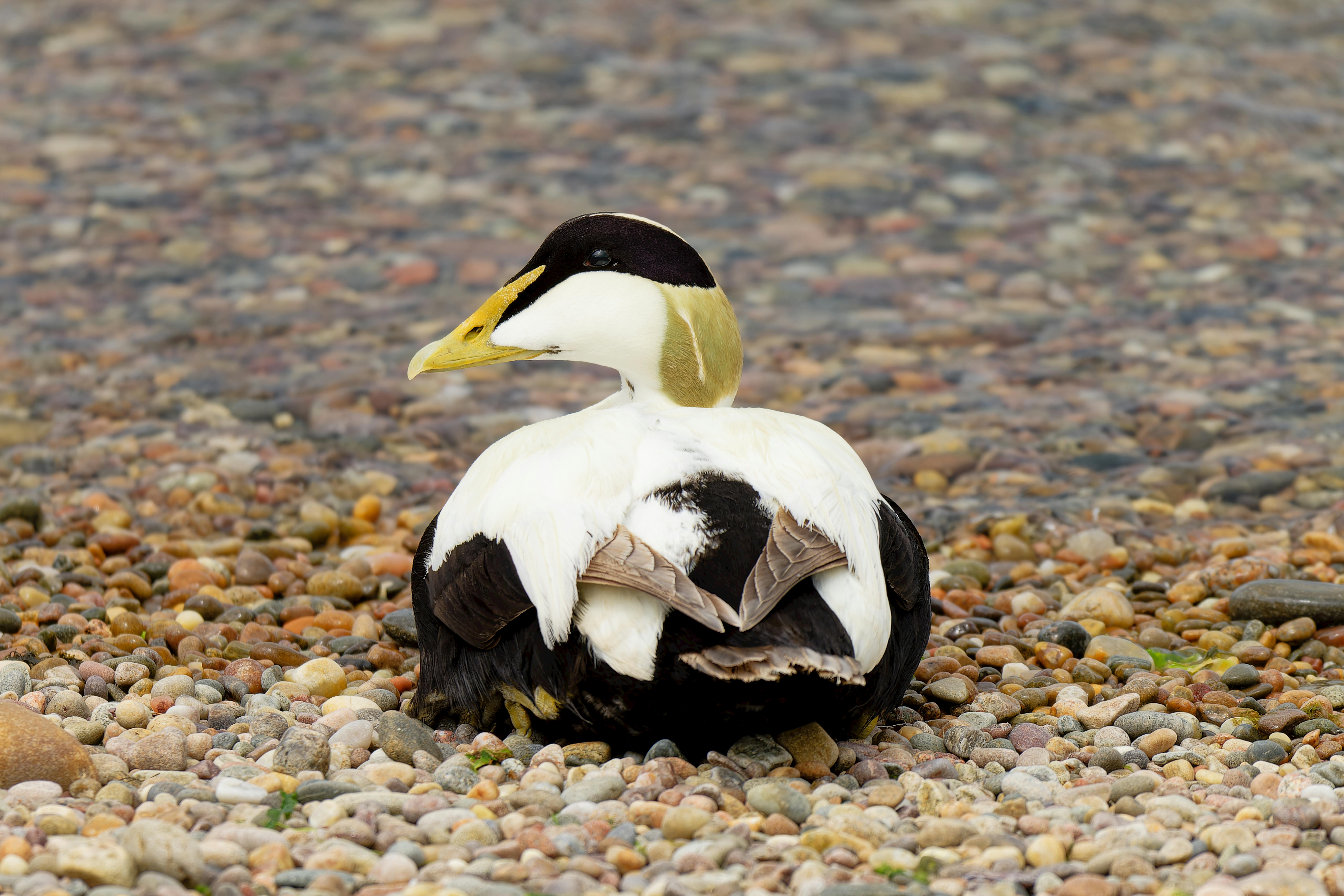 Male Eider Duck Resting on Pebble Beach · Free Stock Photo