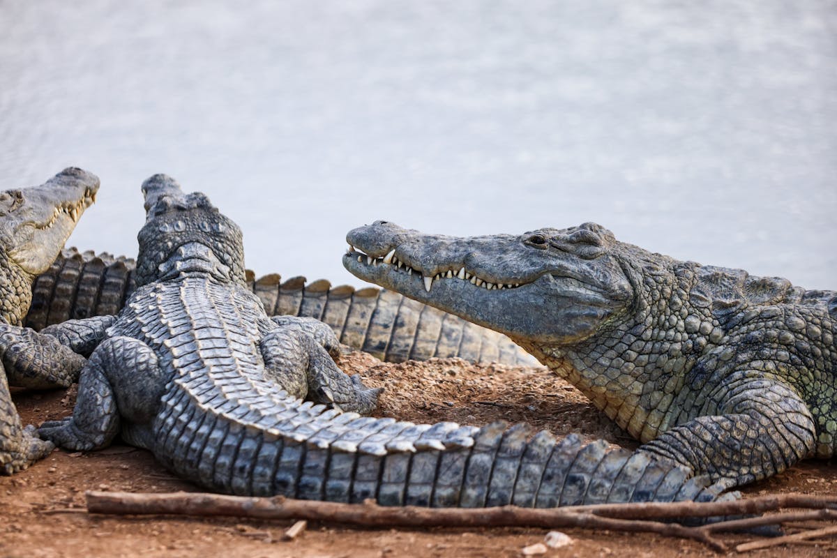 Bombardino Crocodile Photos, Download The BEST Free Bombardino ...