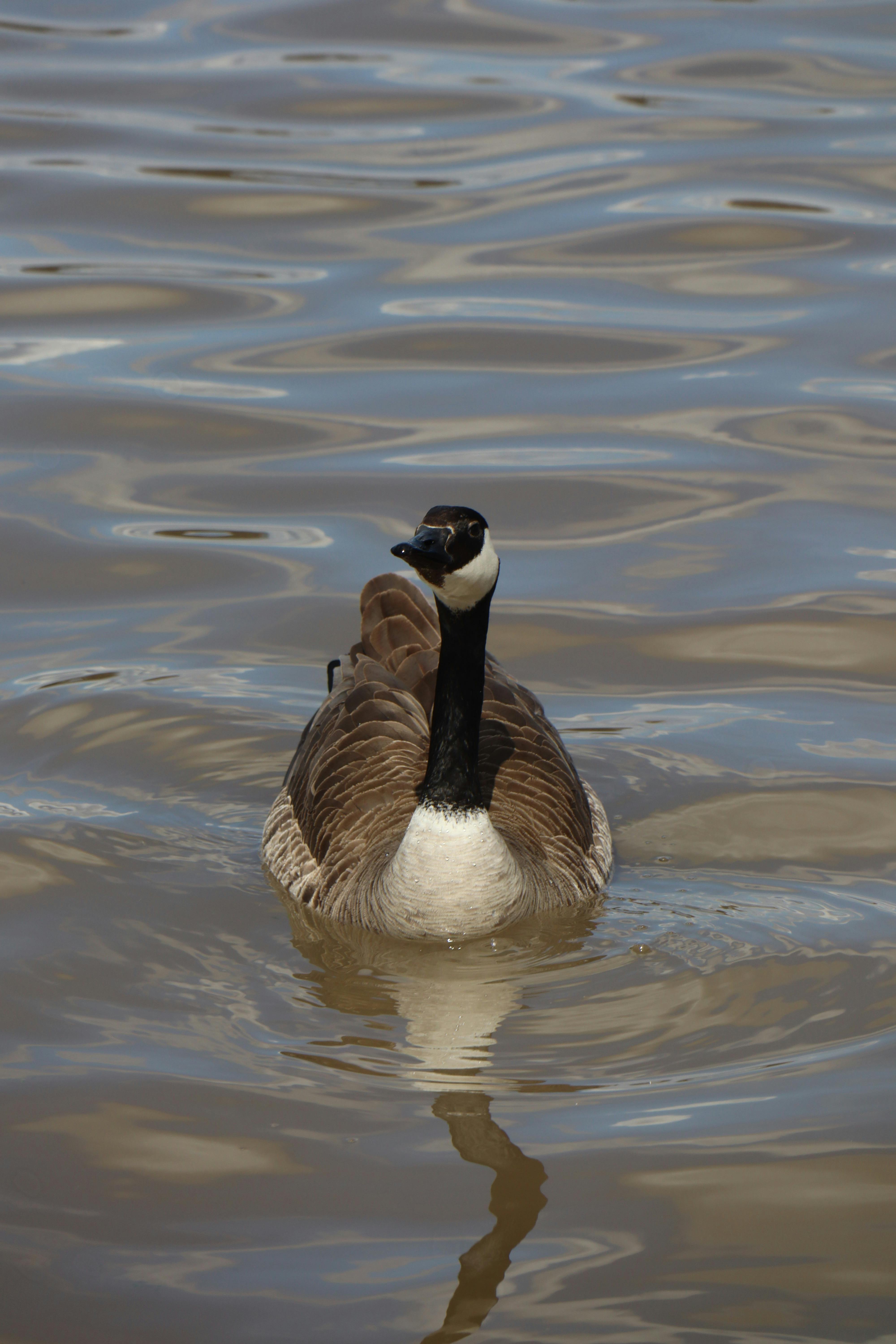 Geese Photos, Download The BEST Free Geese Stock Photos & HD Images