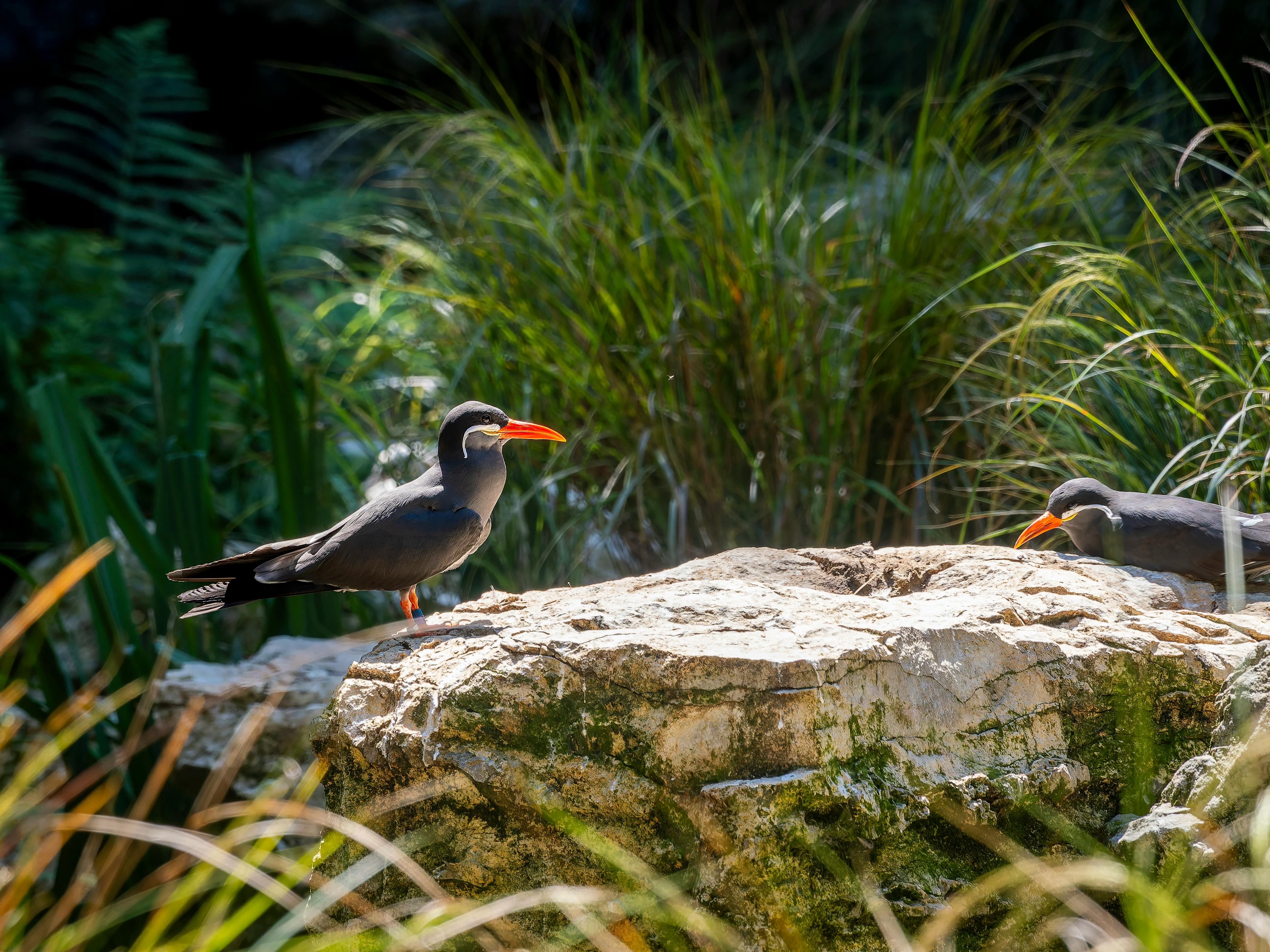 Inca Terns on Rocky Coastal Habitat · Free Stock Photo