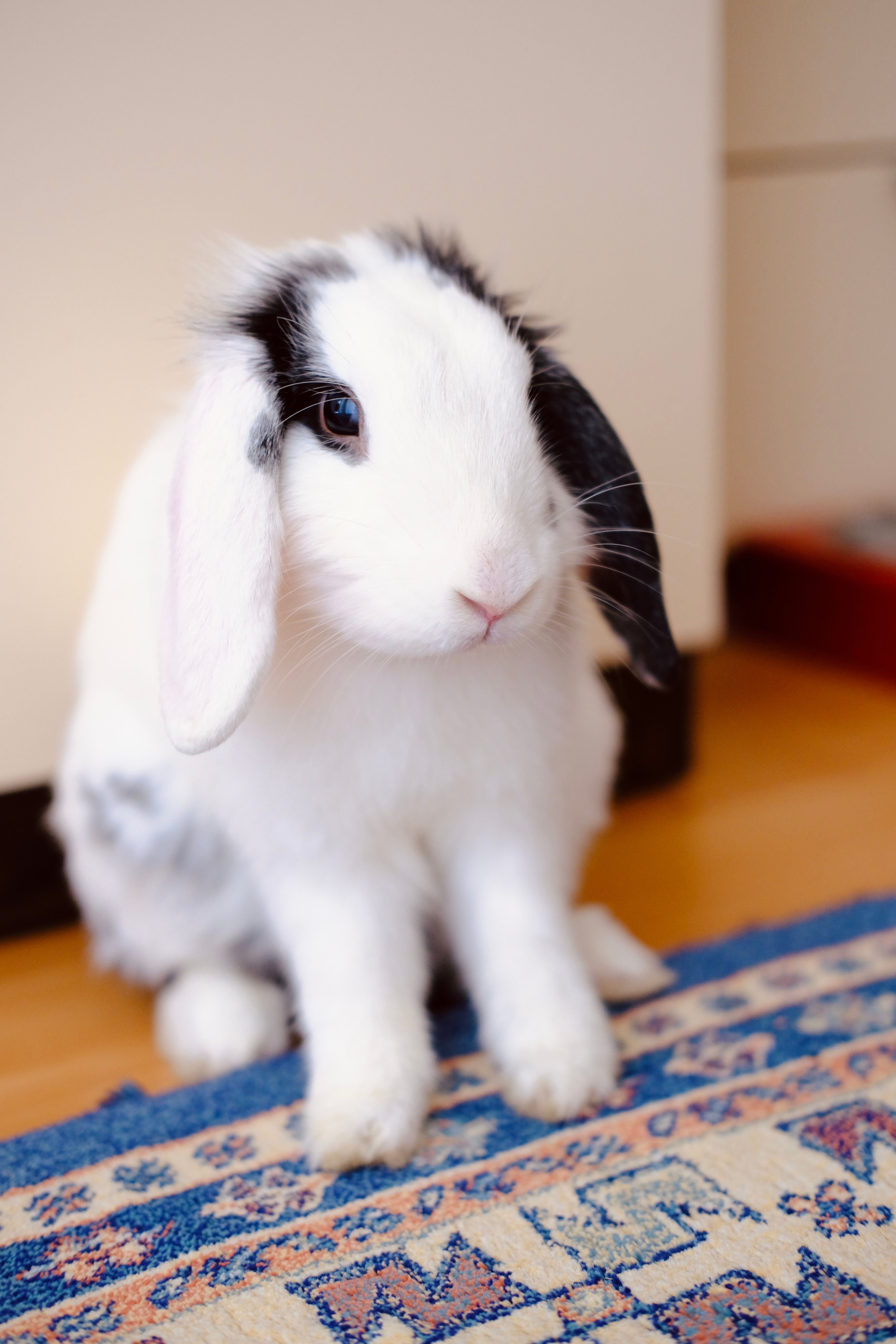 Rabbit Face Photos, Download The BEST Free Rabbit Face Stock Photos ...