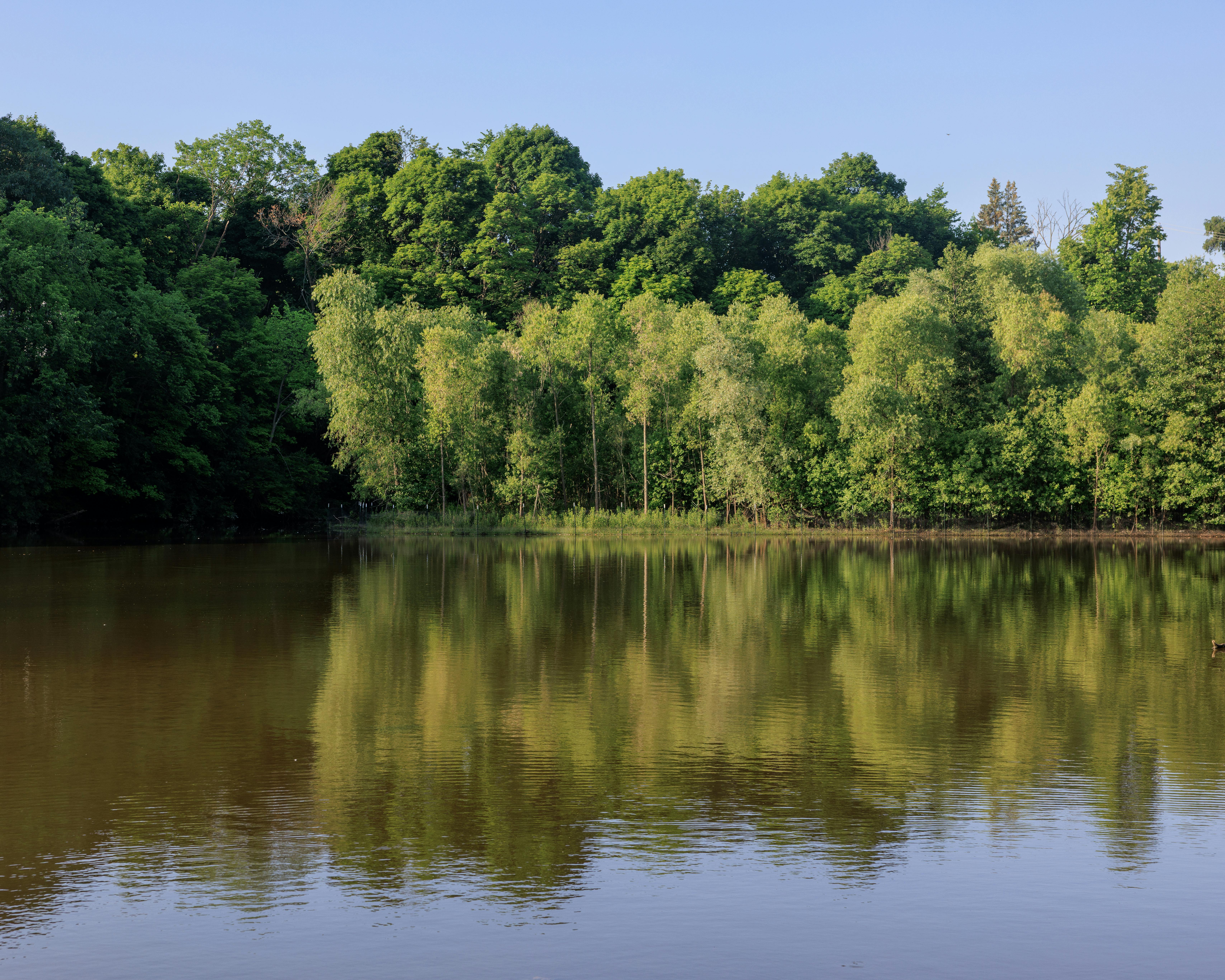 Serene Lake and Forest Reflection in Plymouth · Free Stock Photo
