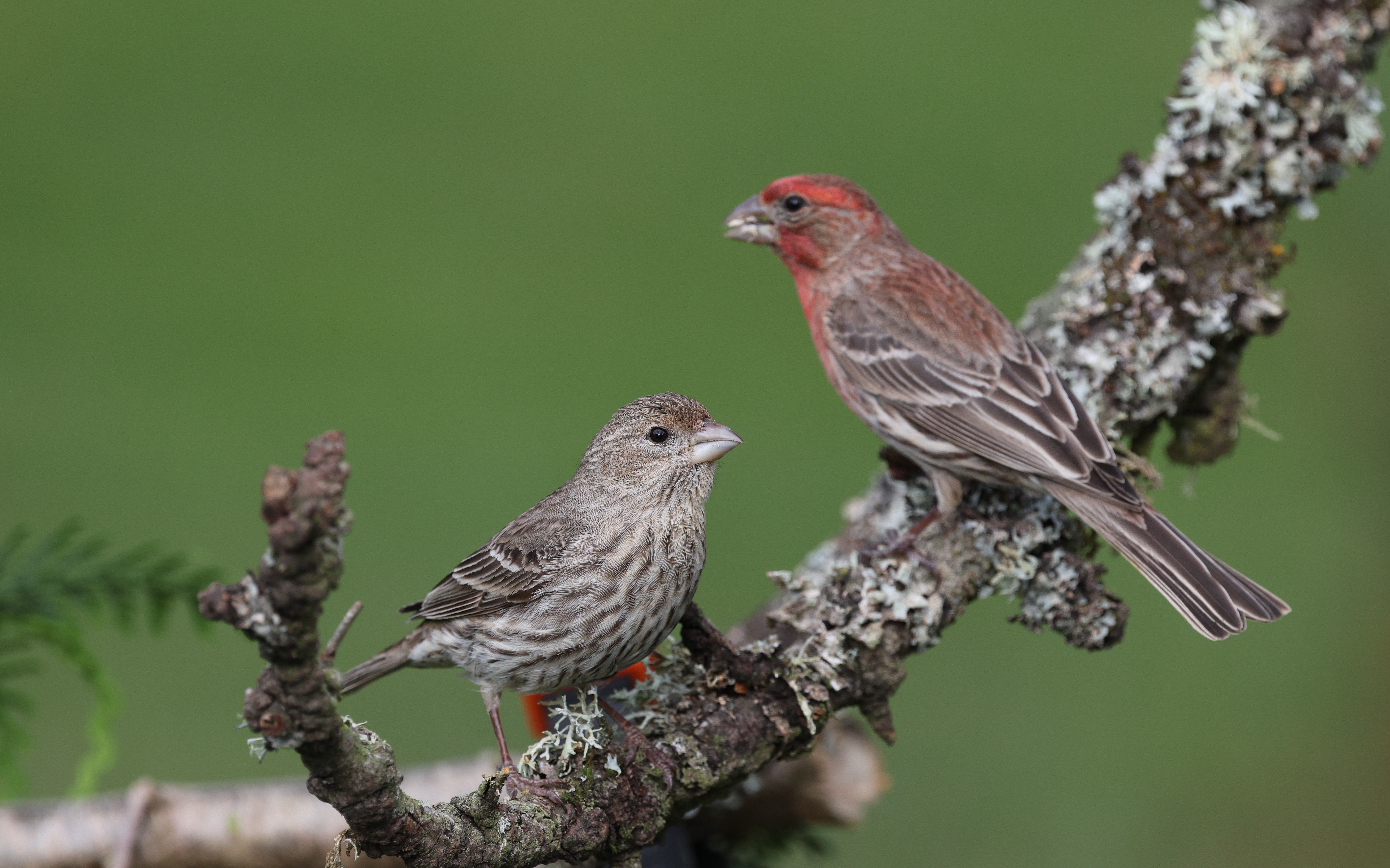 House Finches Perched on Lichen-Covered Branch · Free Stock Photo