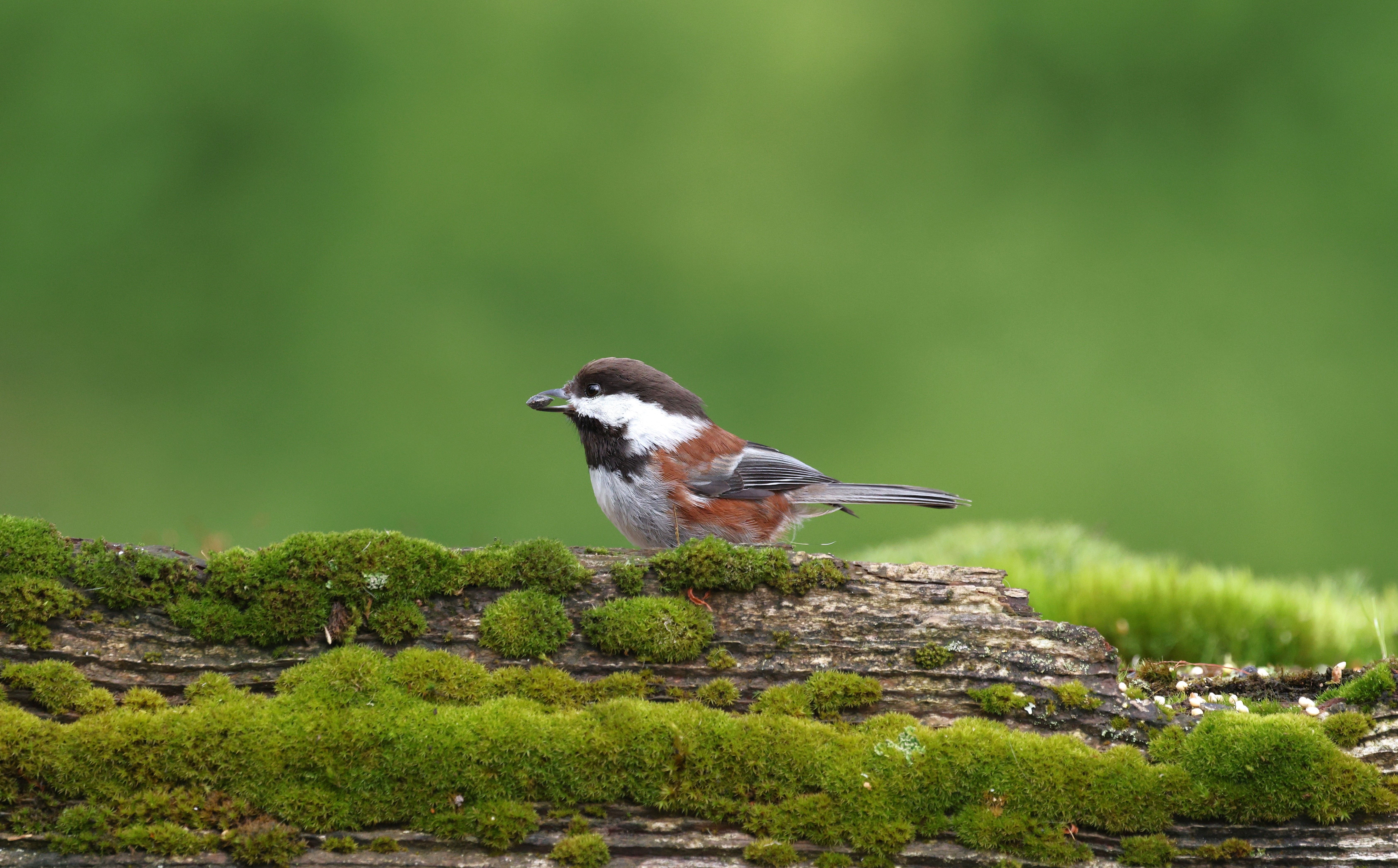 Chestnut-backed Chickadee on Mossy Log in Spring · Free Stock Photo