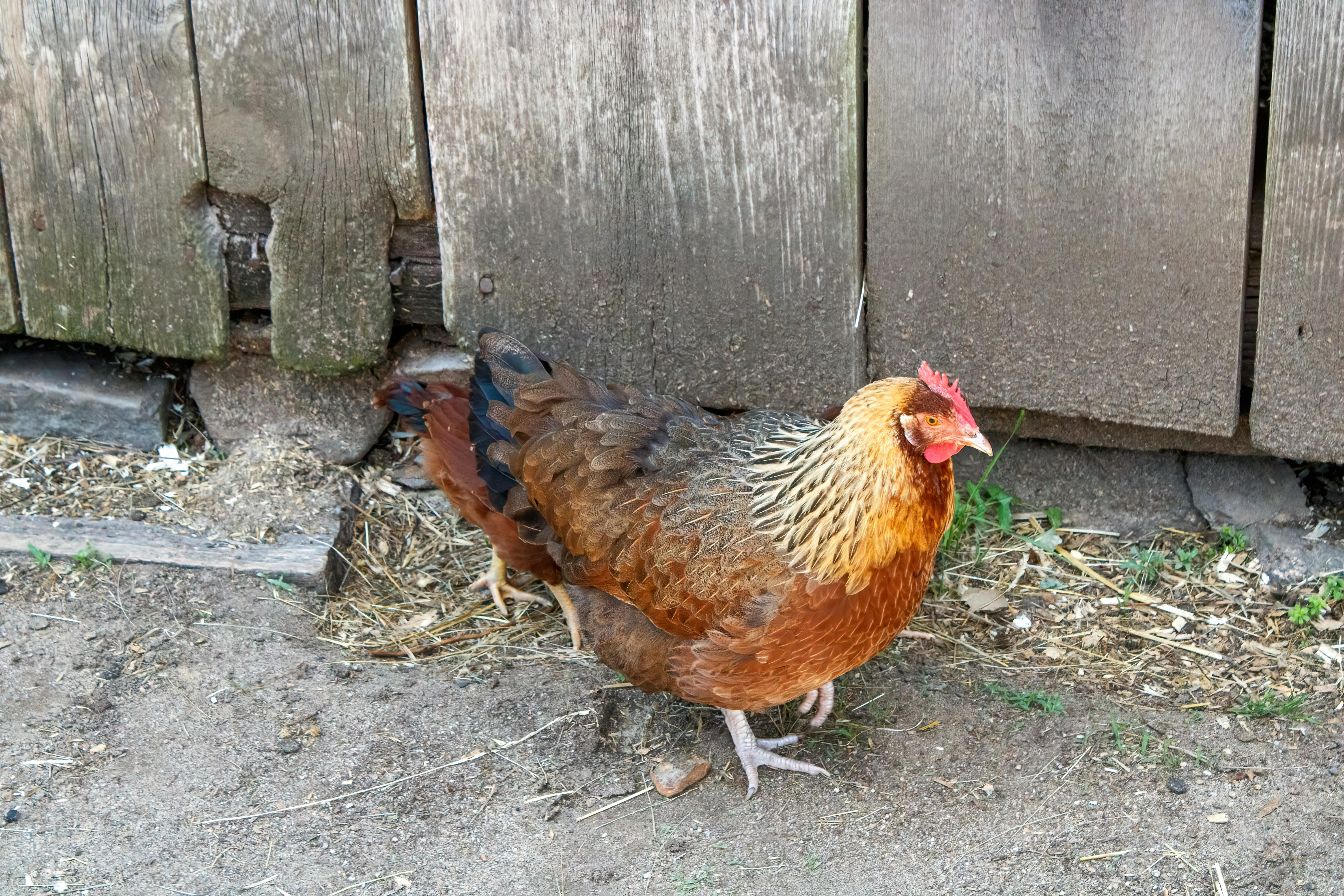 Queen Chicken Photos, Download The BEST Free Queen Chicken Stock Photos ...